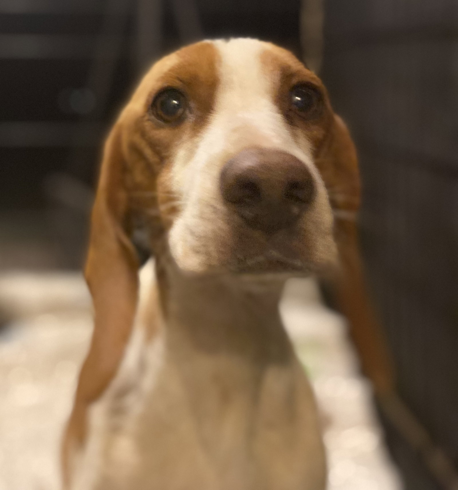 Dog for Adoption - Roman, a Beagle in Columbia, SC | Alpha Paw