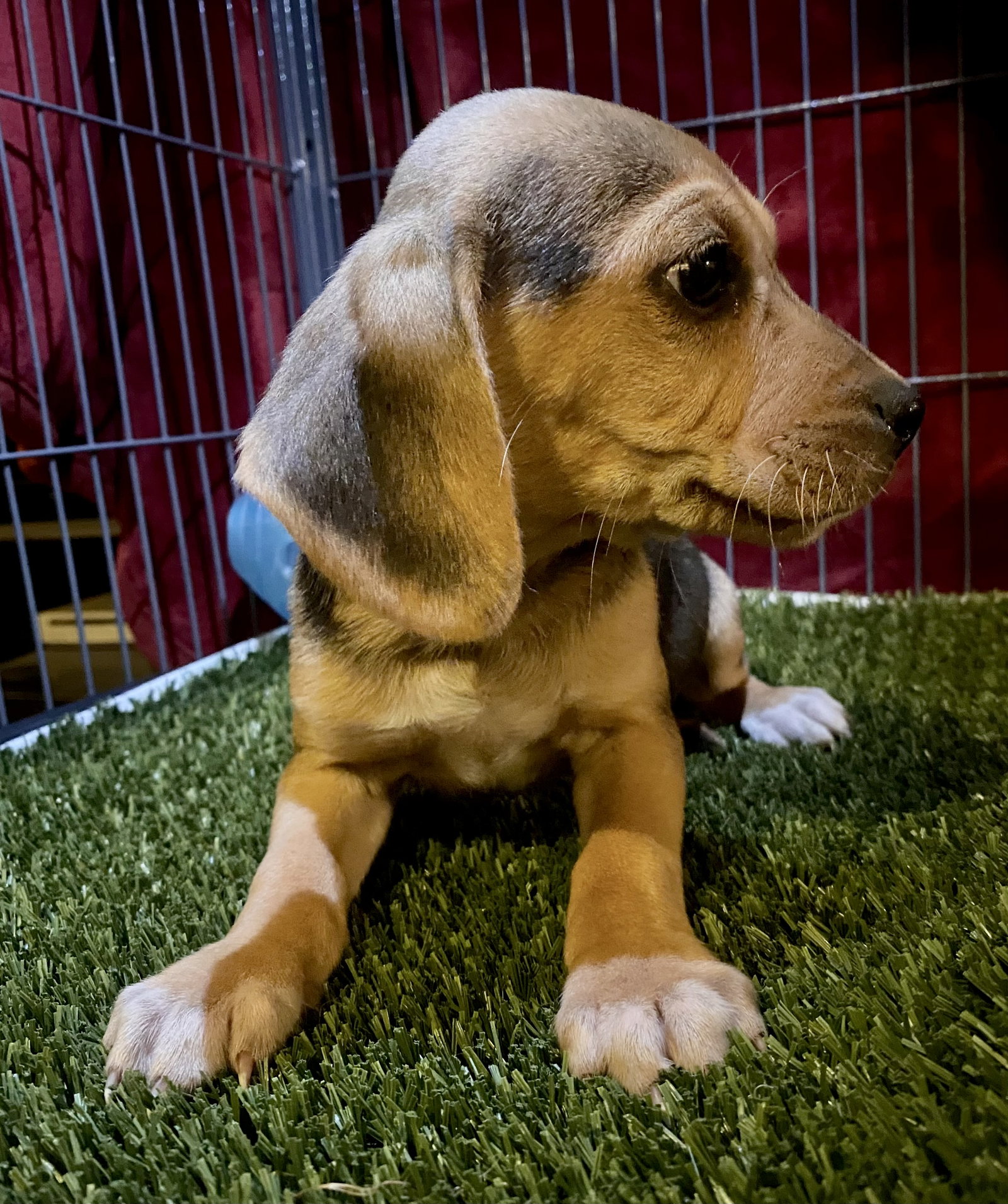 Dog for Adoption - Roman, a Beagle in Columbia, SC | Alpha Paw
