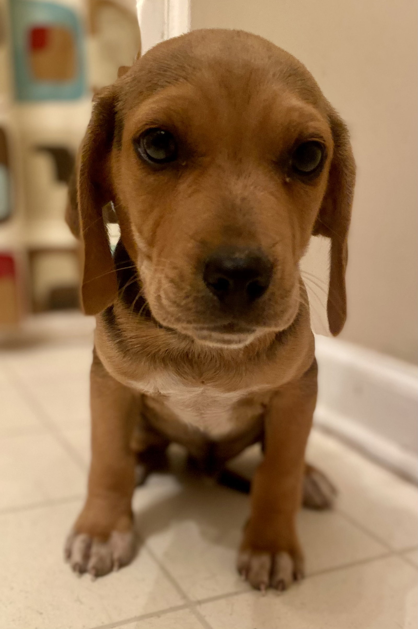 Dog for Adoption - Roman, a Beagle in Columbia, SC | Alpha Paw