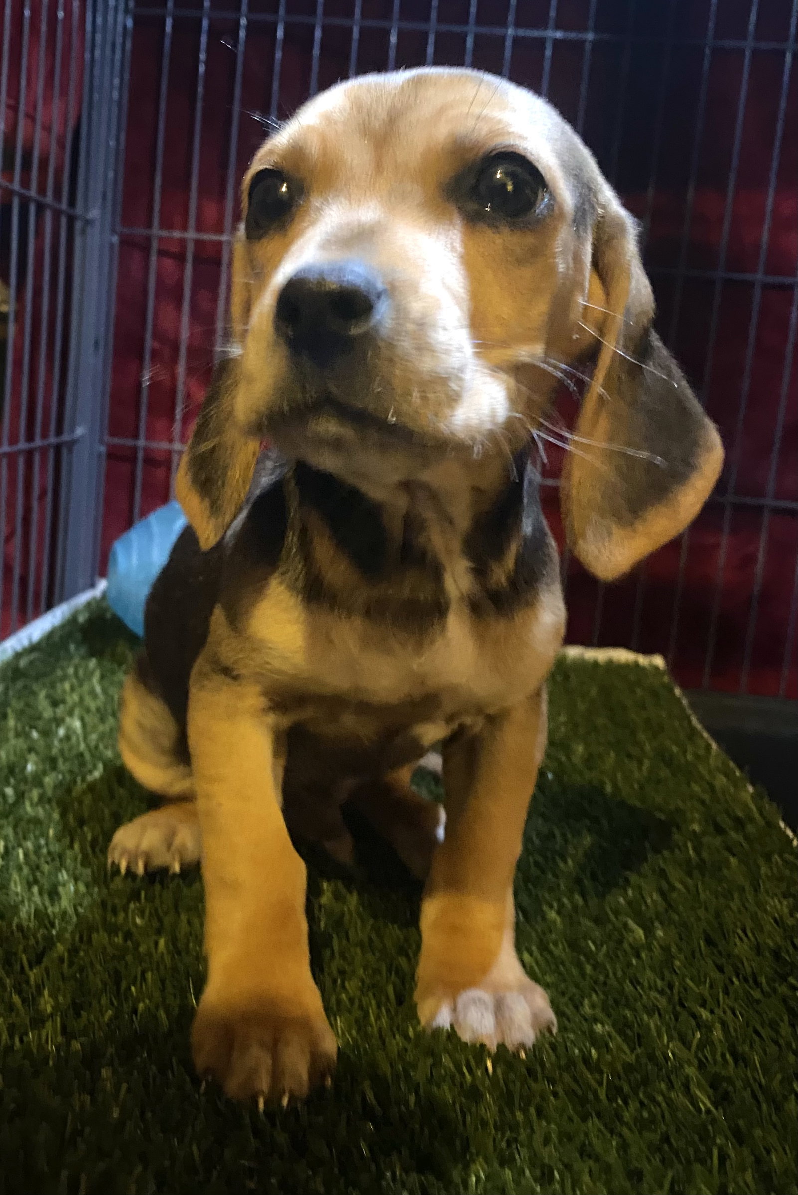 Dog for Adoption - Dom, a Beagle in Lexington, SC | Alpha Paw
