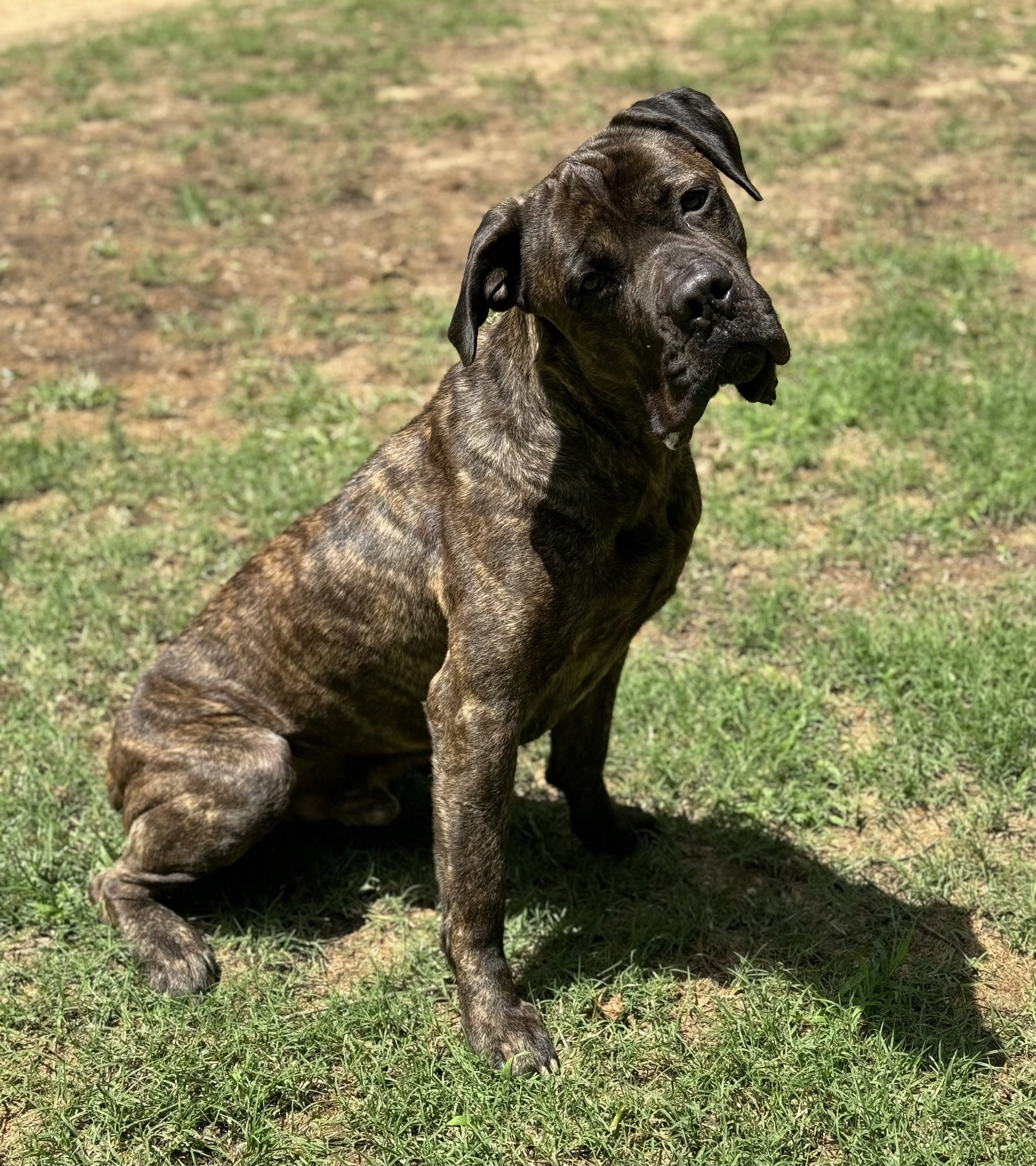 Dog adoption in Lexington, SC 29071: Cane Corso Mastiff (short coat ...