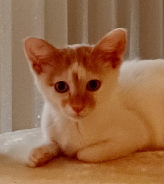 HOPE | Homeless & Orphaned Pets Endeavor
