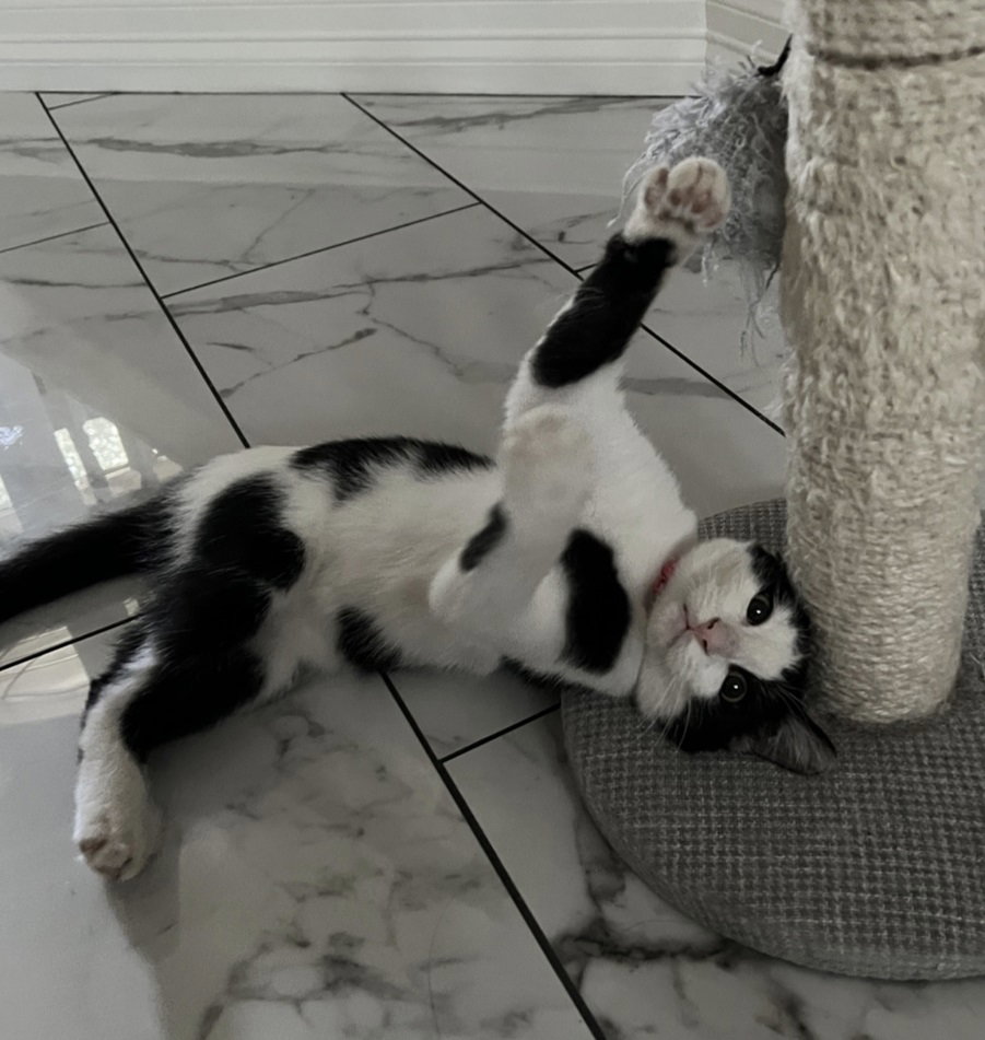 Cats for Adoption in Houston, Texas | Alpha Paw