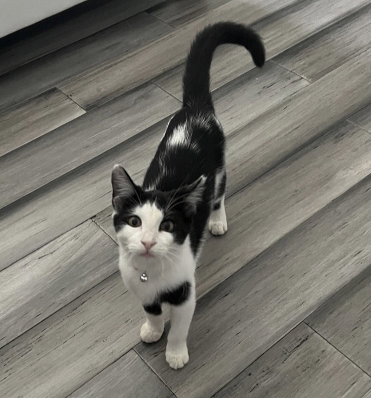 Cats for Adoption in Houston, Texas | Alpha Paw