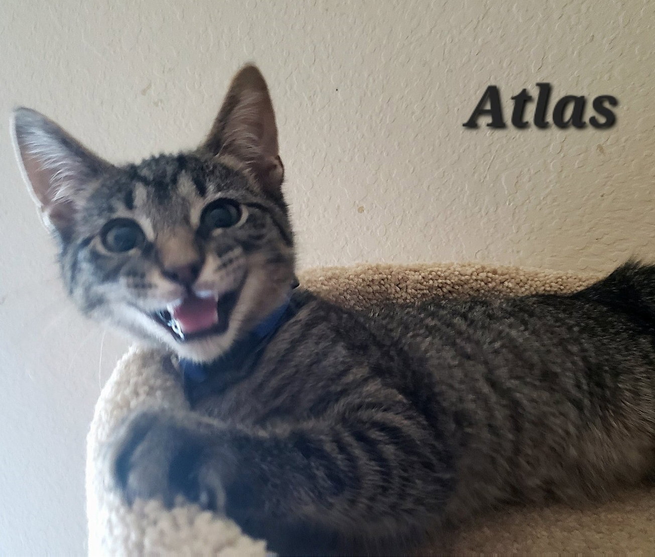 HOPE | Homeless & Orphaned Pets Endeavor