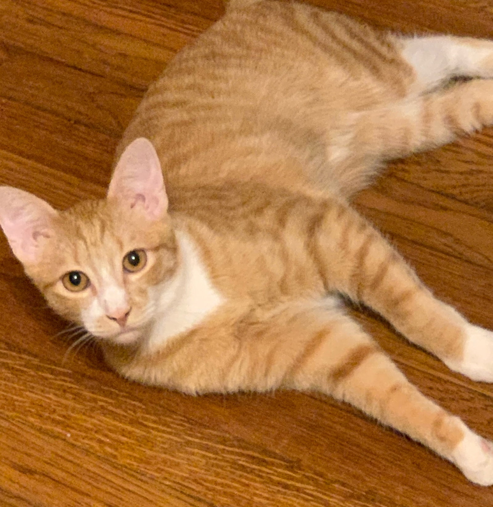 HOPE | Homeless & Orphaned Pets Endeavor