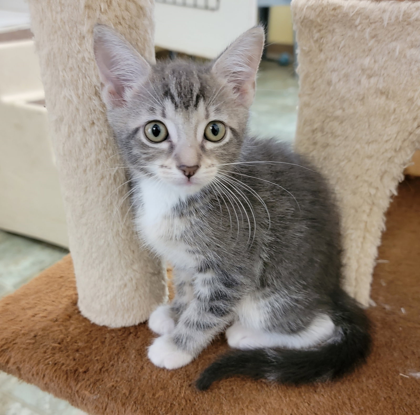 HOPE | Homeless & Orphaned Pets Endeavor