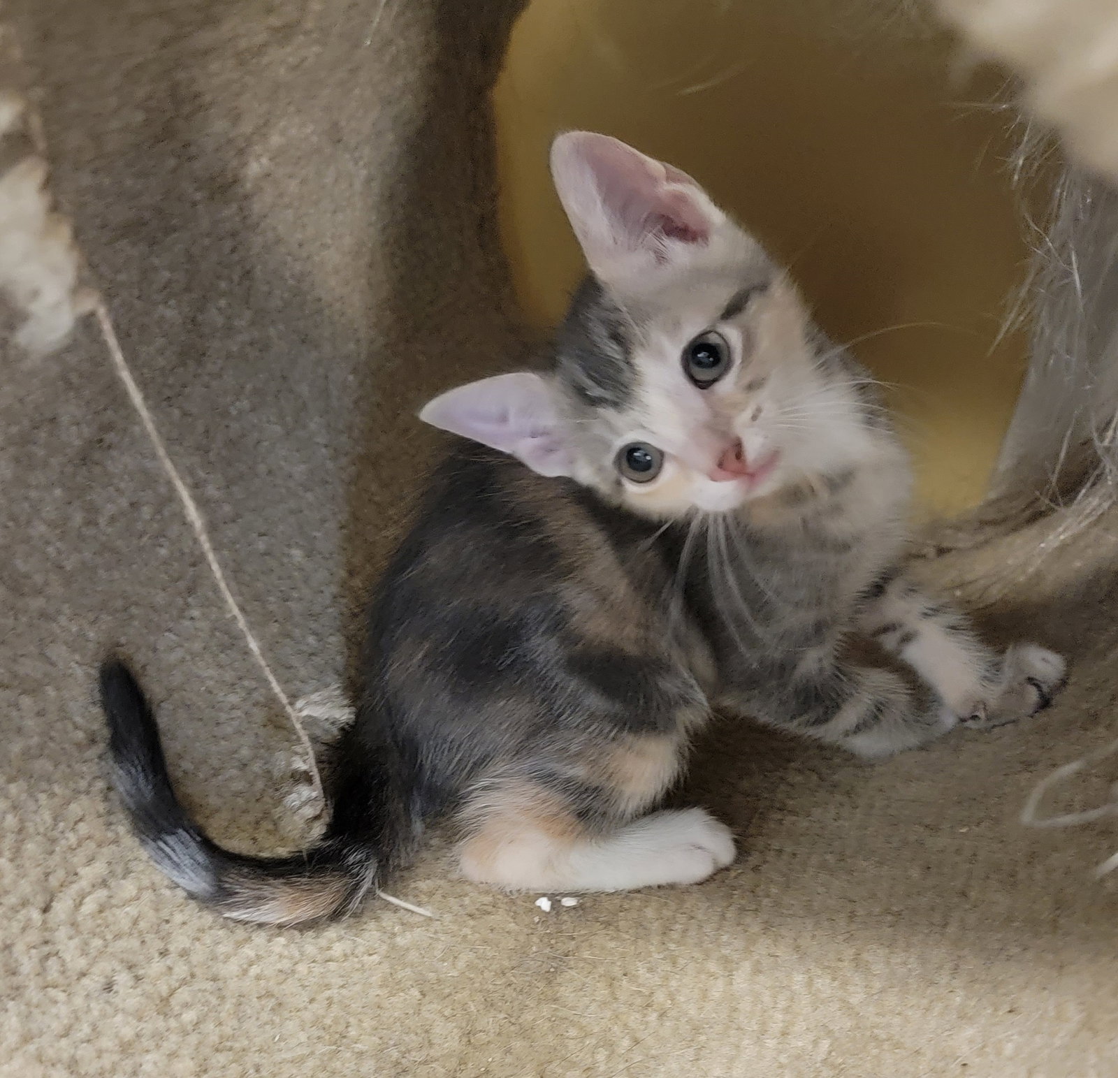 HOPE | Homeless & Orphaned Pets Endeavor