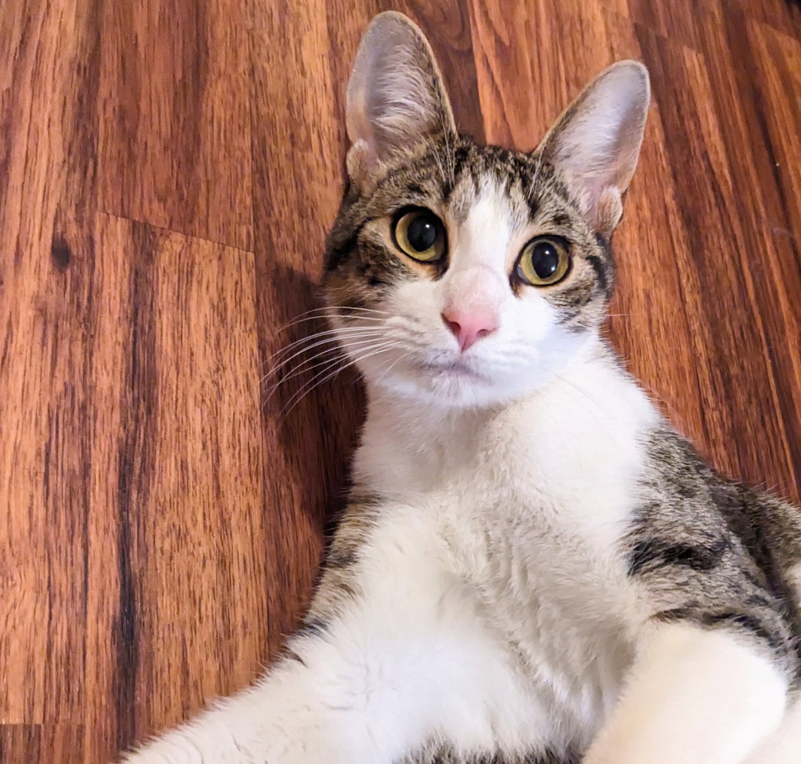 HOPE | Homeless & Orphaned Pets Endeavor