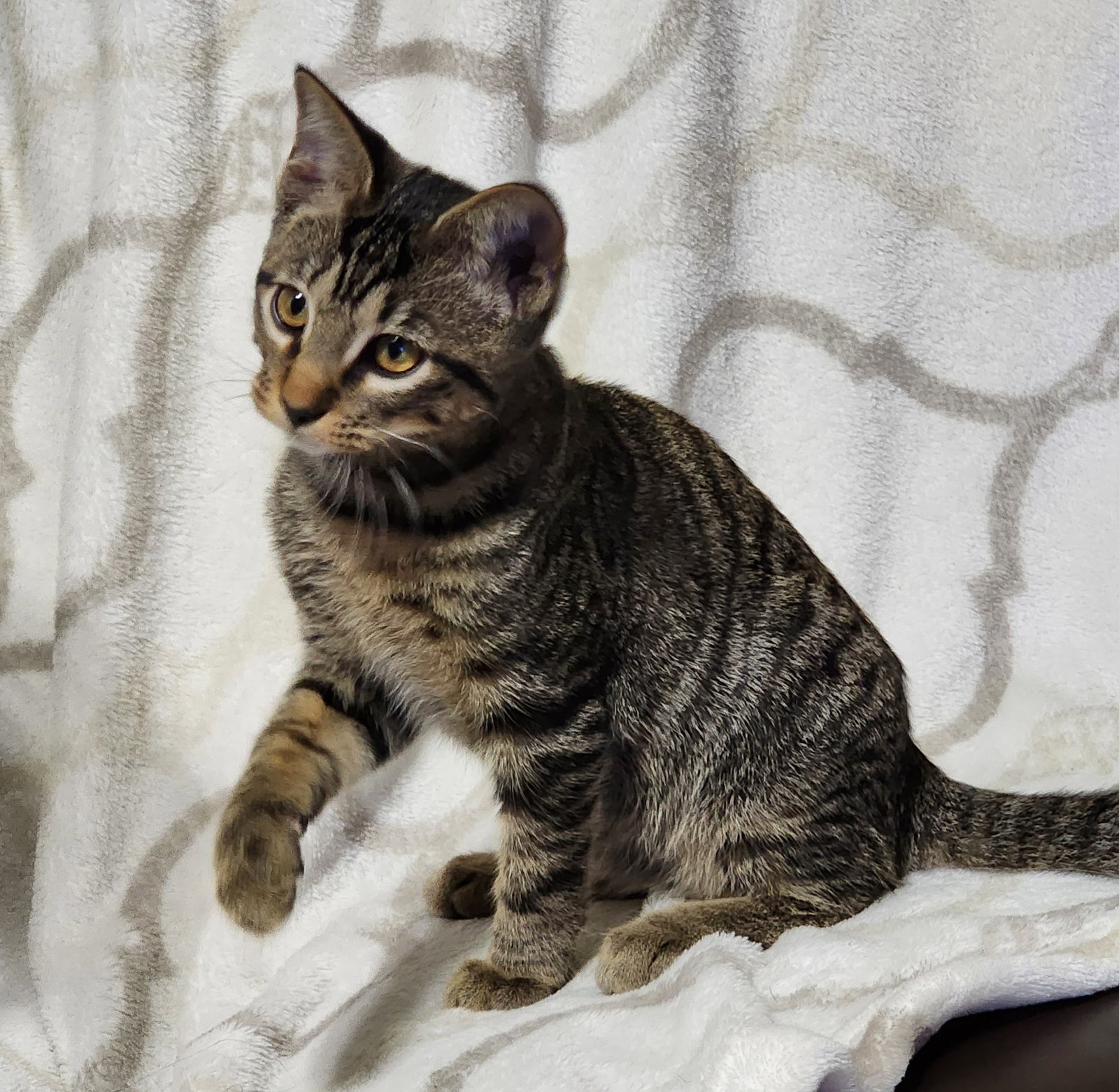 HOPE | Homeless & Orphaned Pets Endeavor