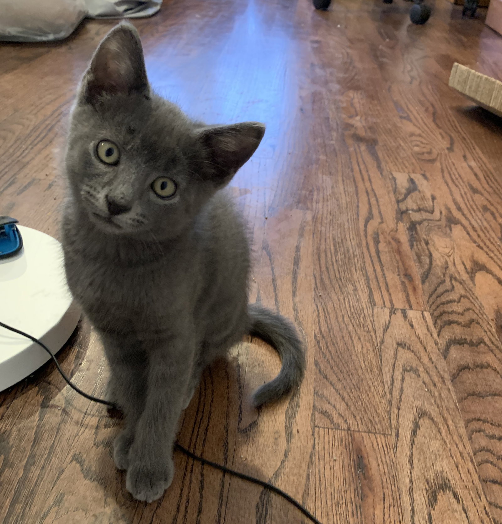 HOPE | Homeless & Orphaned Pets Endeavor