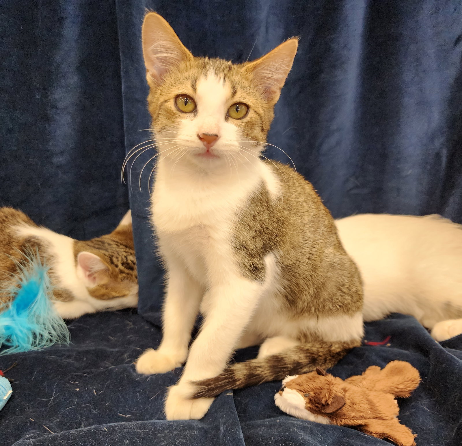 HOPE | Homeless & Orphaned Pets Endeavor