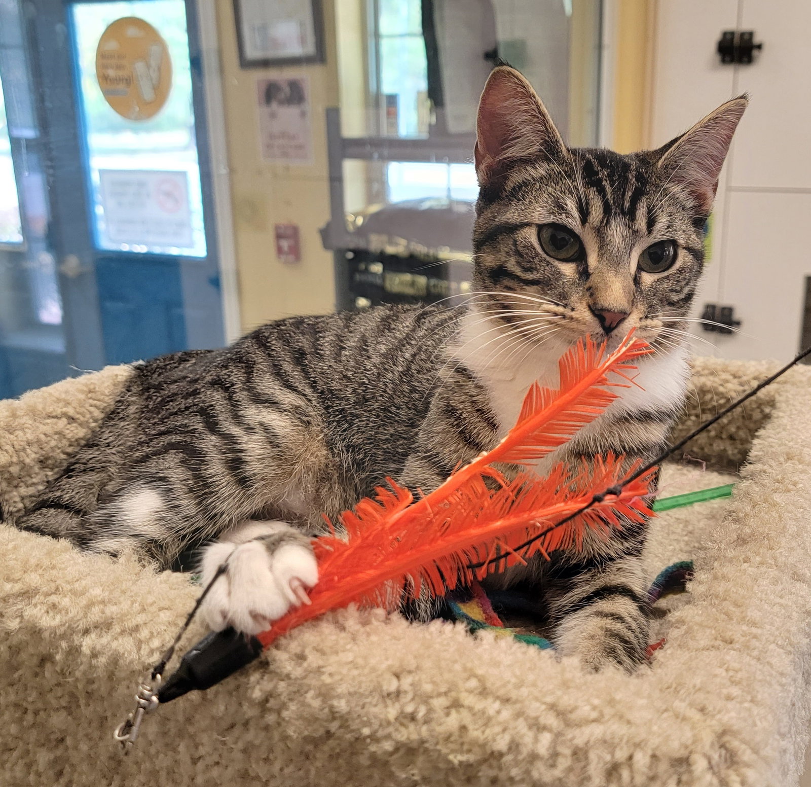 HOPE | Homeless & Orphaned Pets Endeavor