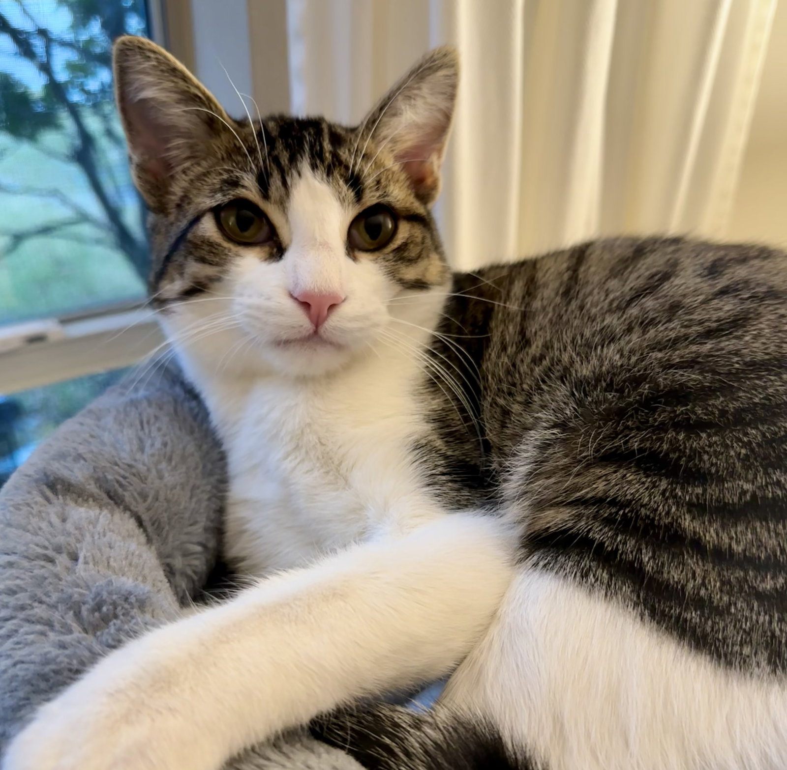 HOPE | Homeless & Orphaned Pets Endeavor