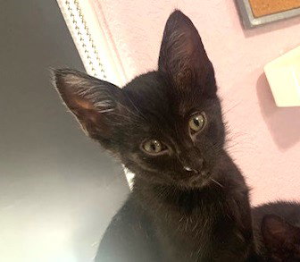 Cats for Adoption in Conroe, Texas | Alpha Paw