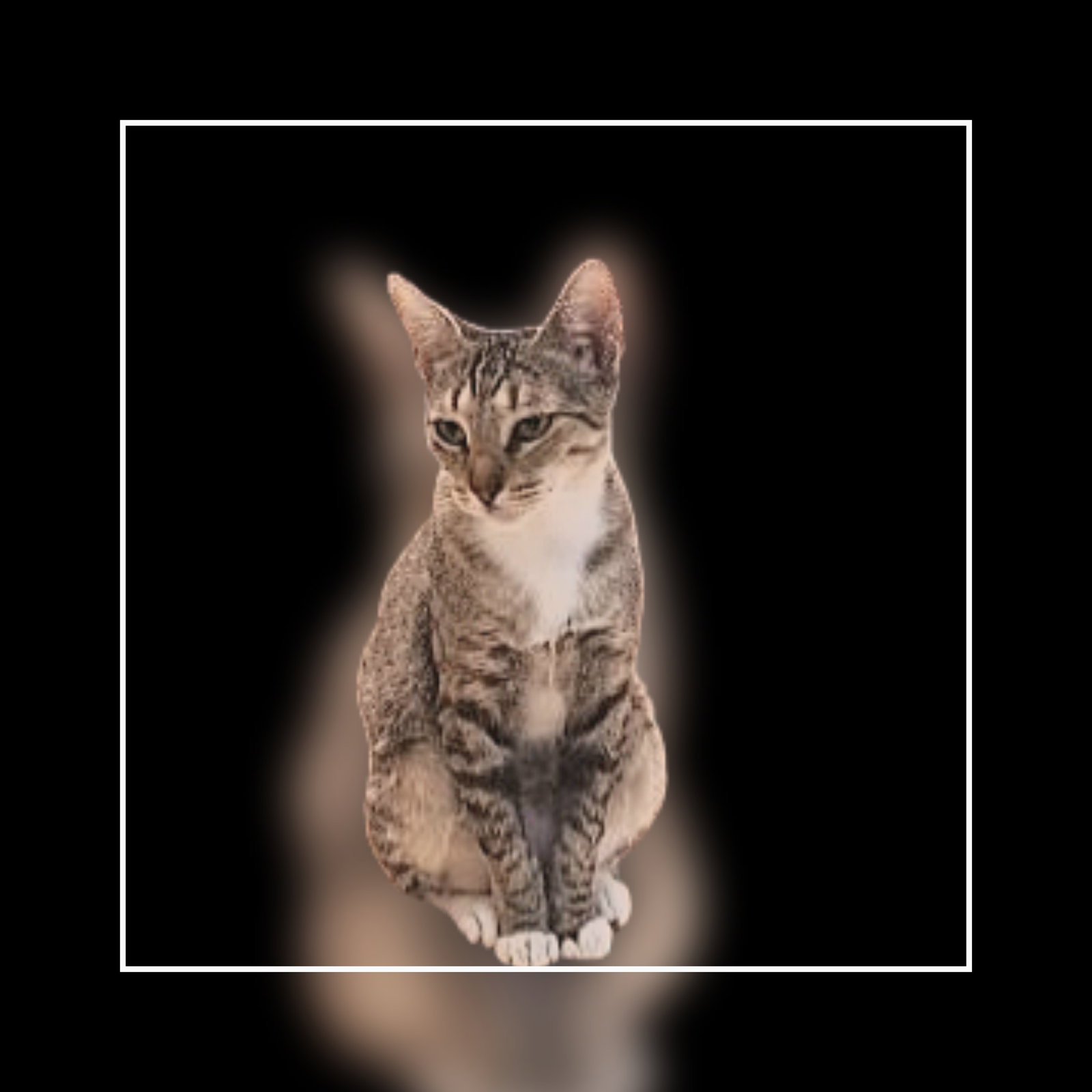 HOPE | All Adoptable Cats