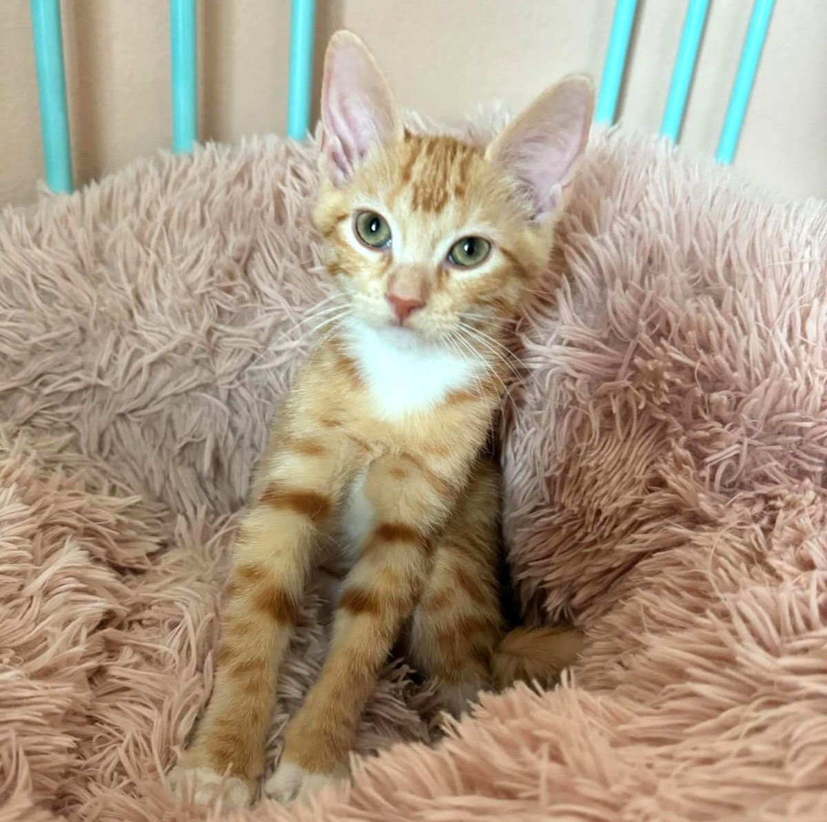 HOPE | All Adoptable Cats