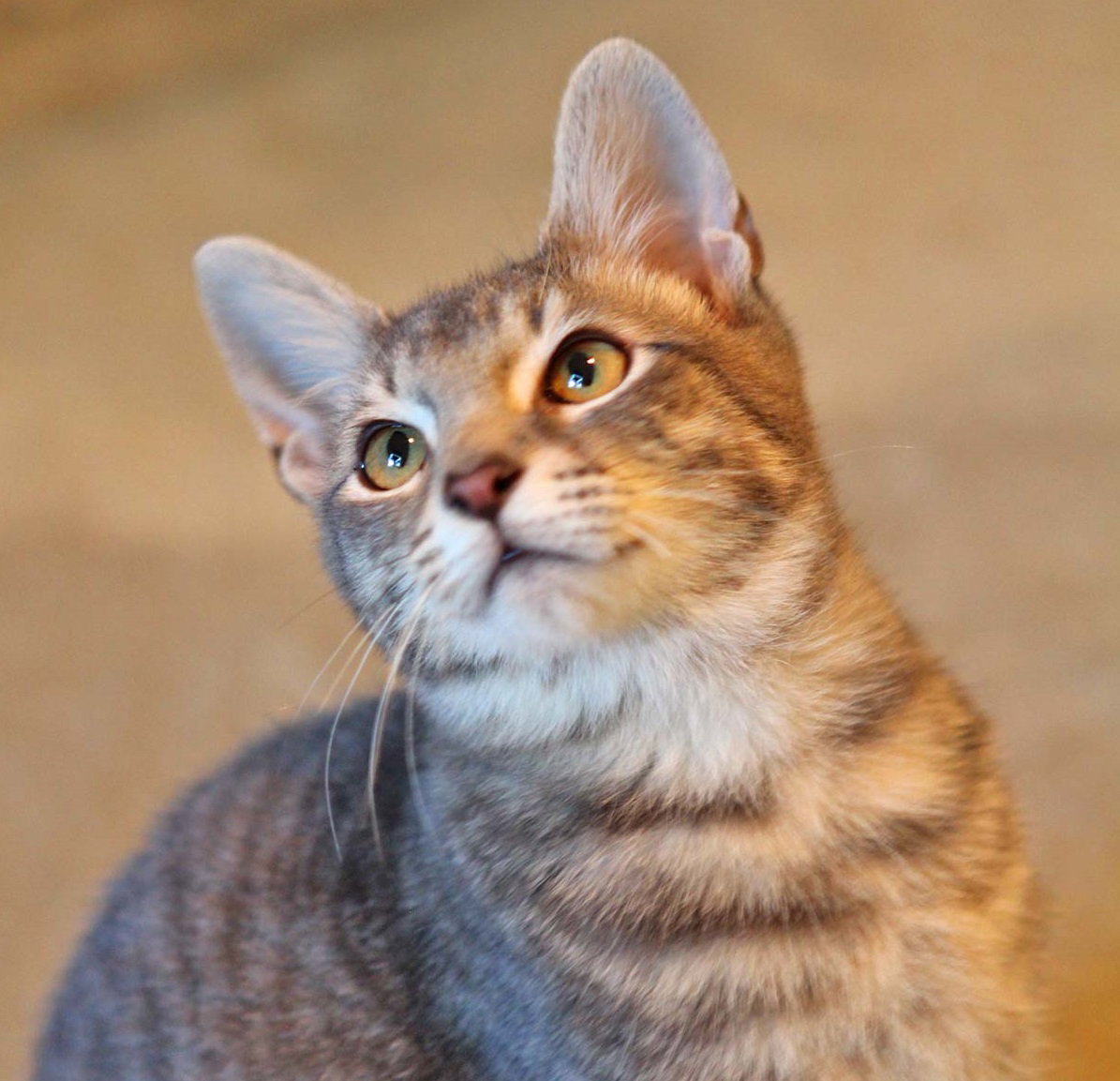 HOPE | Homeless & Orphaned Pets Endeavor