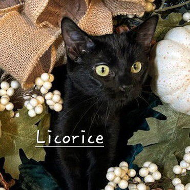 HOPE | Homeless & Orphaned Pets Endeavor