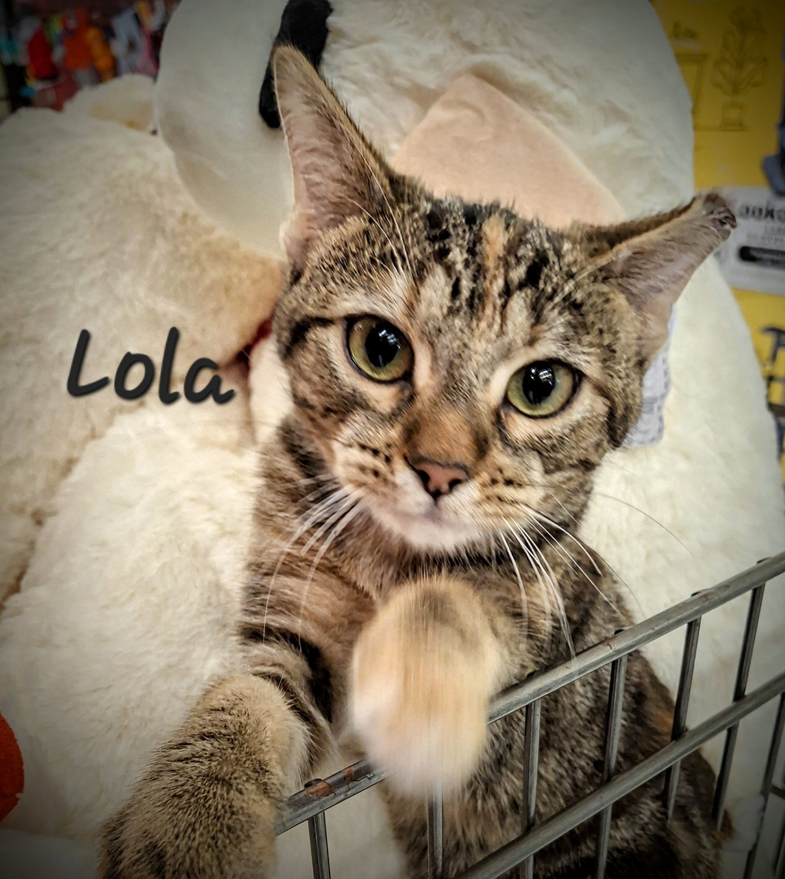 HOPE | Homeless & Orphaned Pets Endeavor