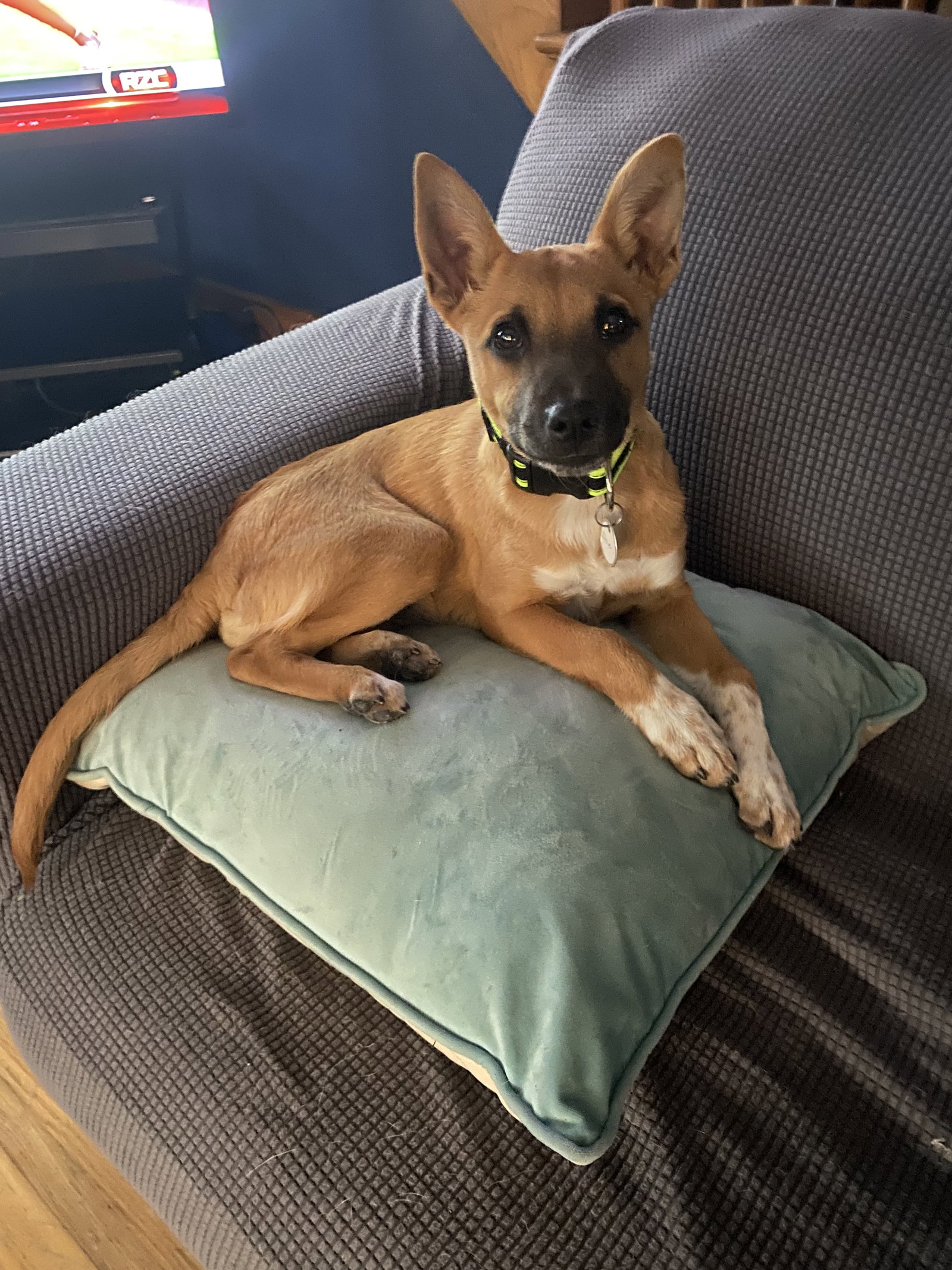 Dog for Adoption - Dixie, a Shepherd in Buffalo, NY | Alpha Paw