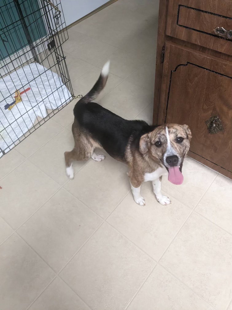 Dog for Adoption - Buster, a Beagle in Lancaster, NY | Alpha Paw