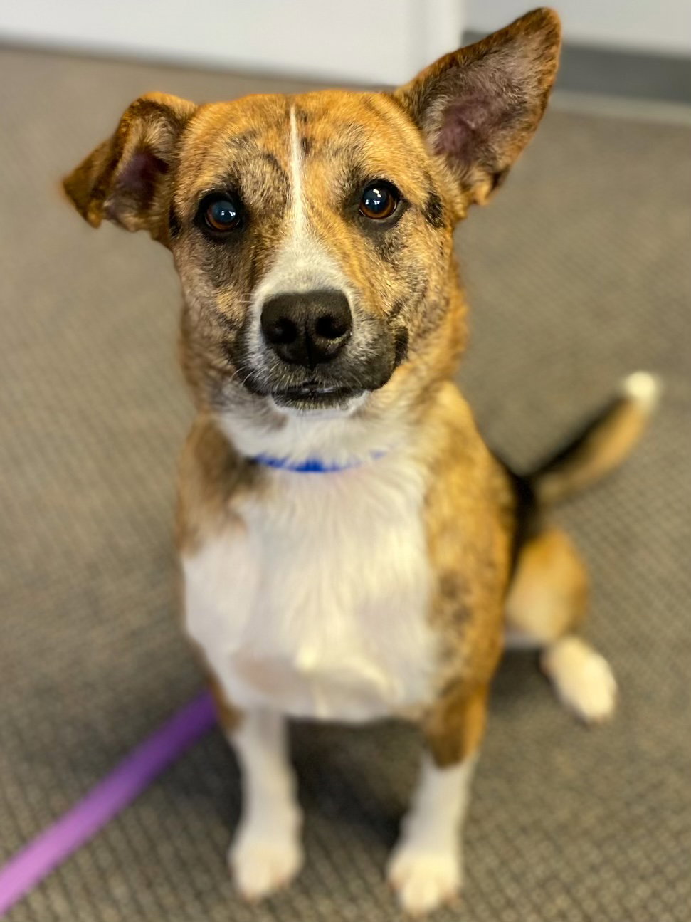 Dog for Adoption - Buster, a Beagle in Lancaster, NY | Alpha Paw