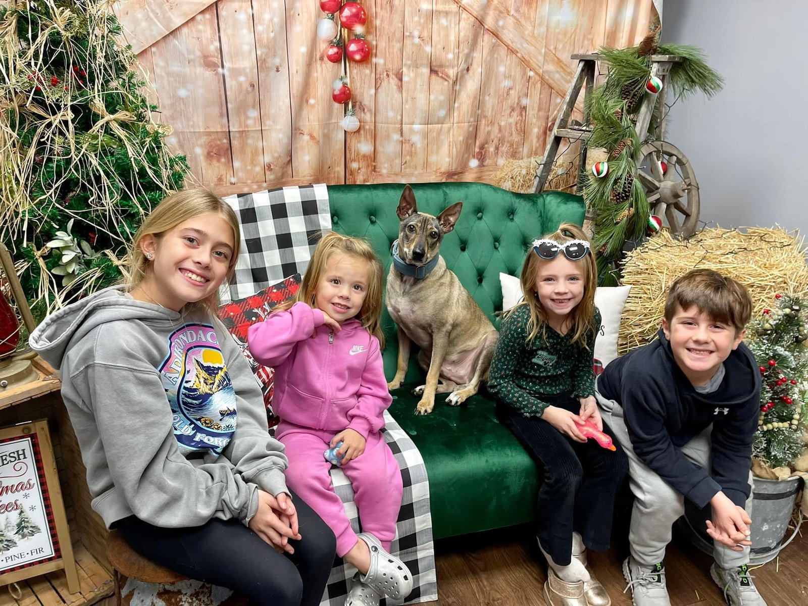 Dog for Adoption - Walker, a Cardigan Welsh Corgi in Harris Hill, NY ...