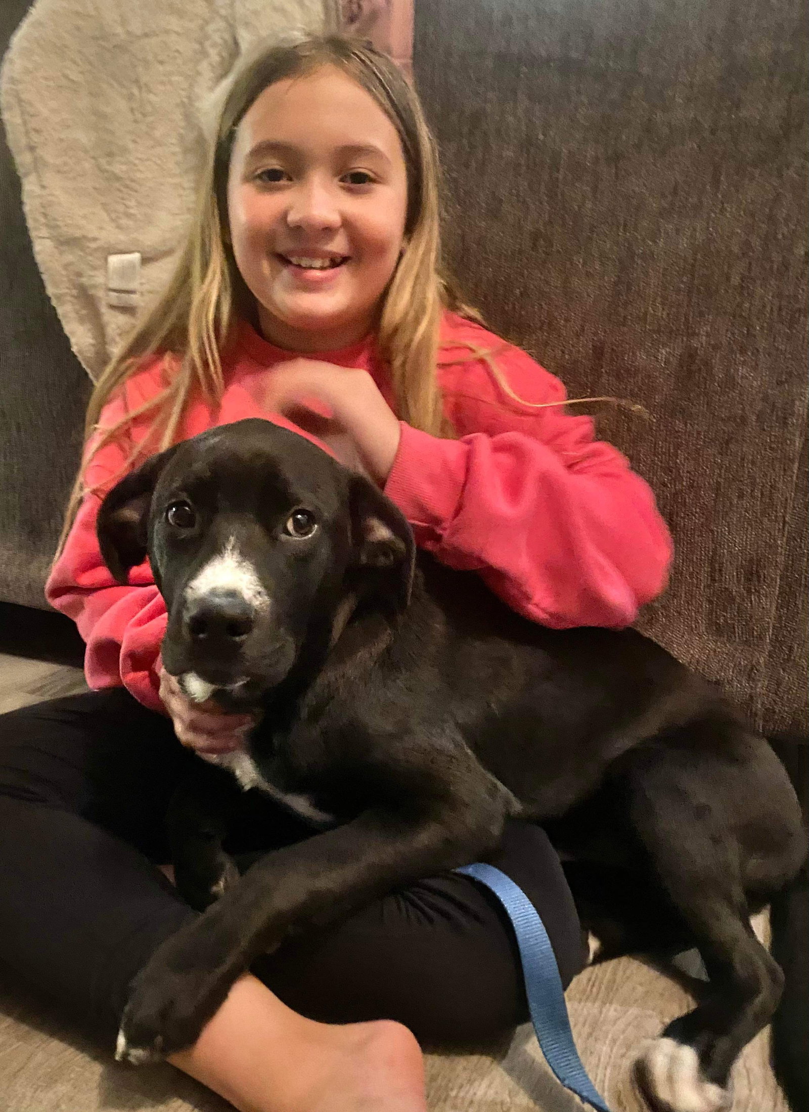Dog for Adoption - Rocky, a Labrador Retriever in West Seneca, NY ...