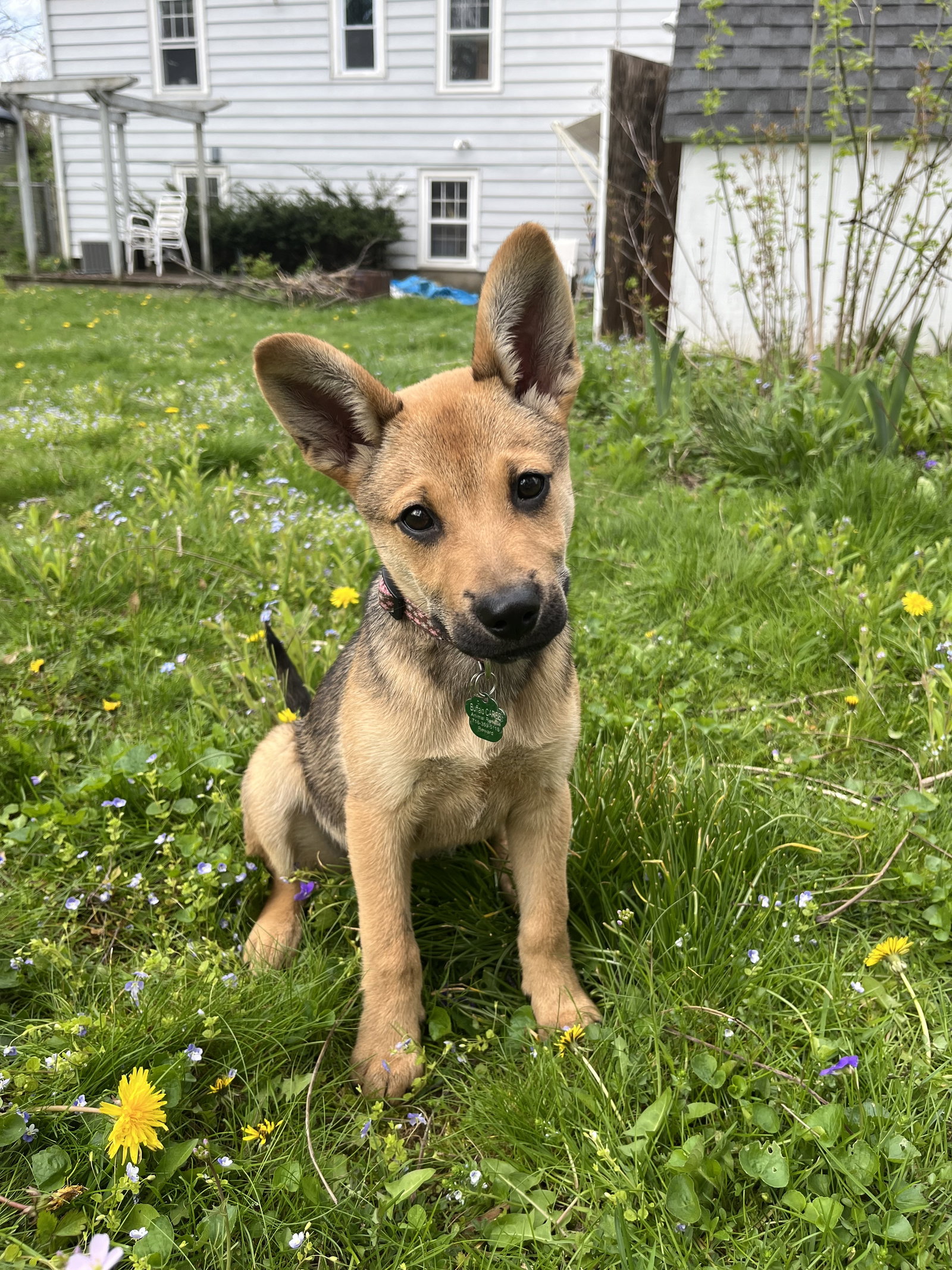 Dog for Adoption - Cece, a German Shepherd Dog in Buffalo, NY | Alpha Paw