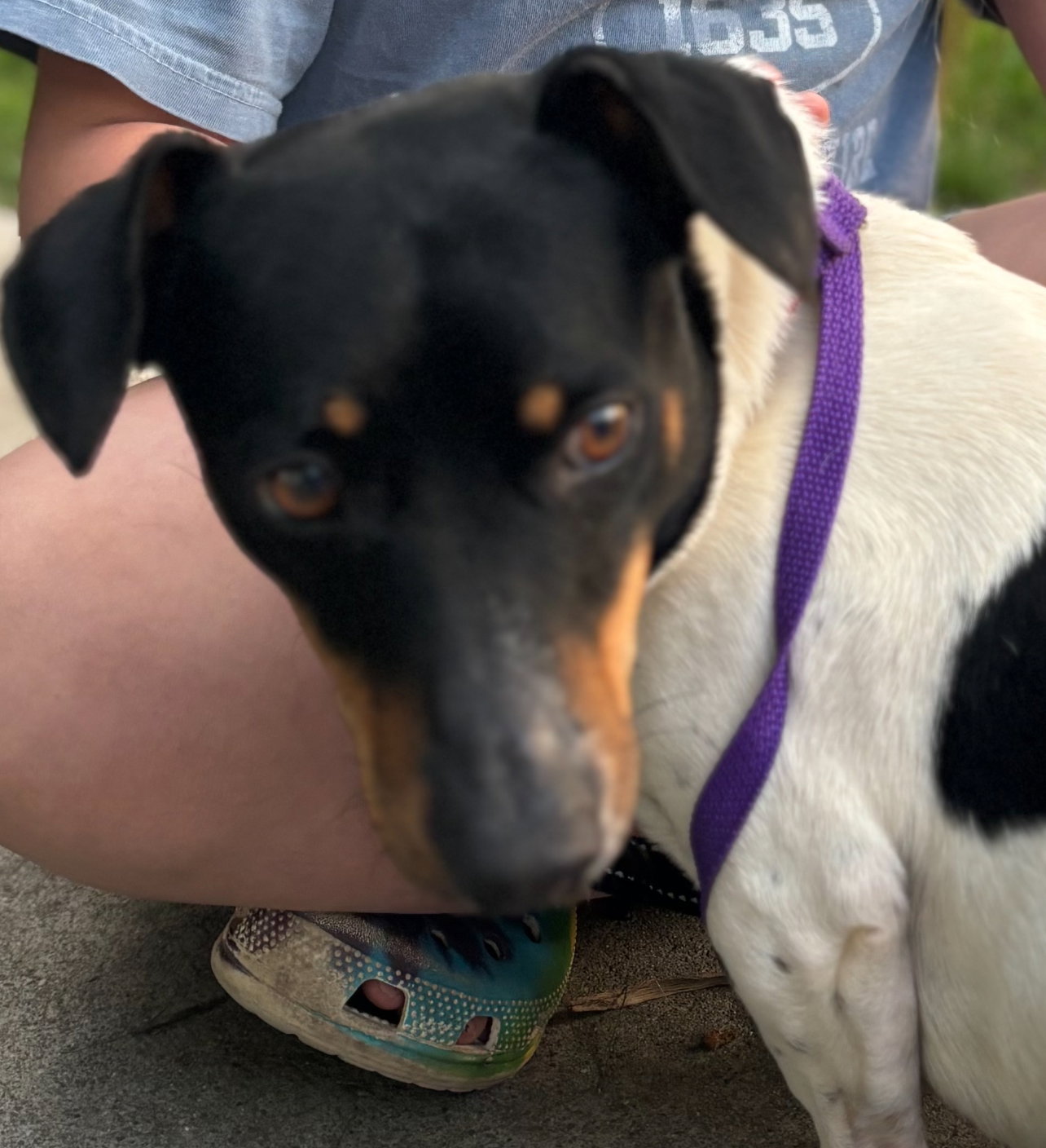 Dog for Adoption - Butch, a Toy Fox Terrier in Clarence Center, NY ...