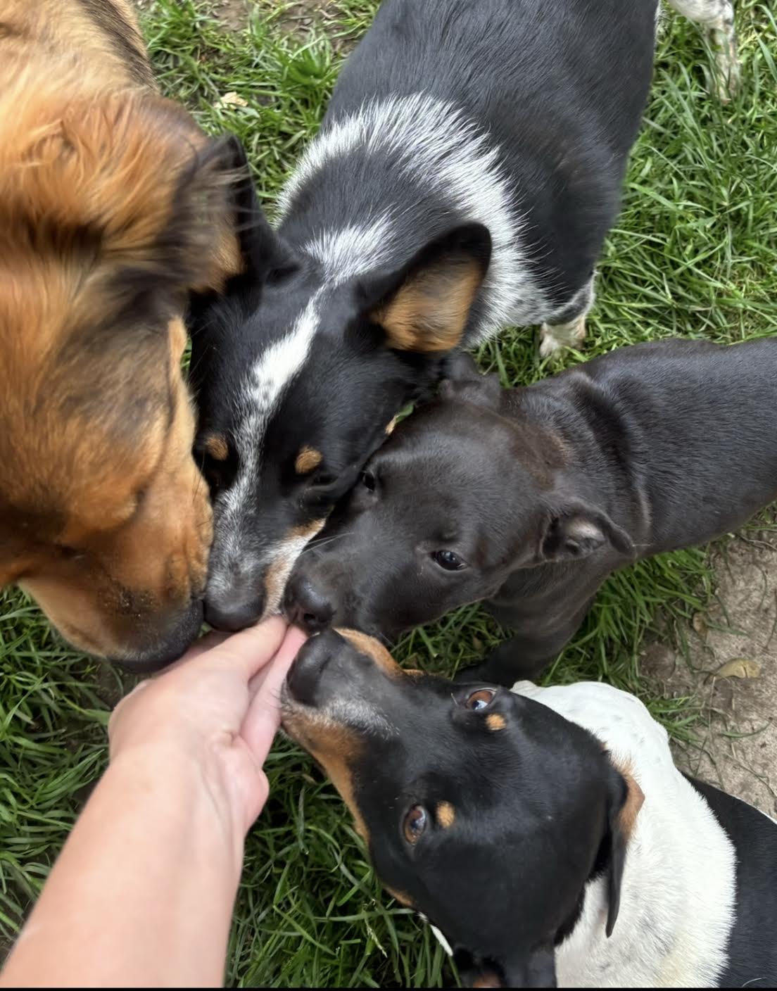 Dog for Adoption - Butch, a Toy Fox Terrier in Clarence Center, NY ...
