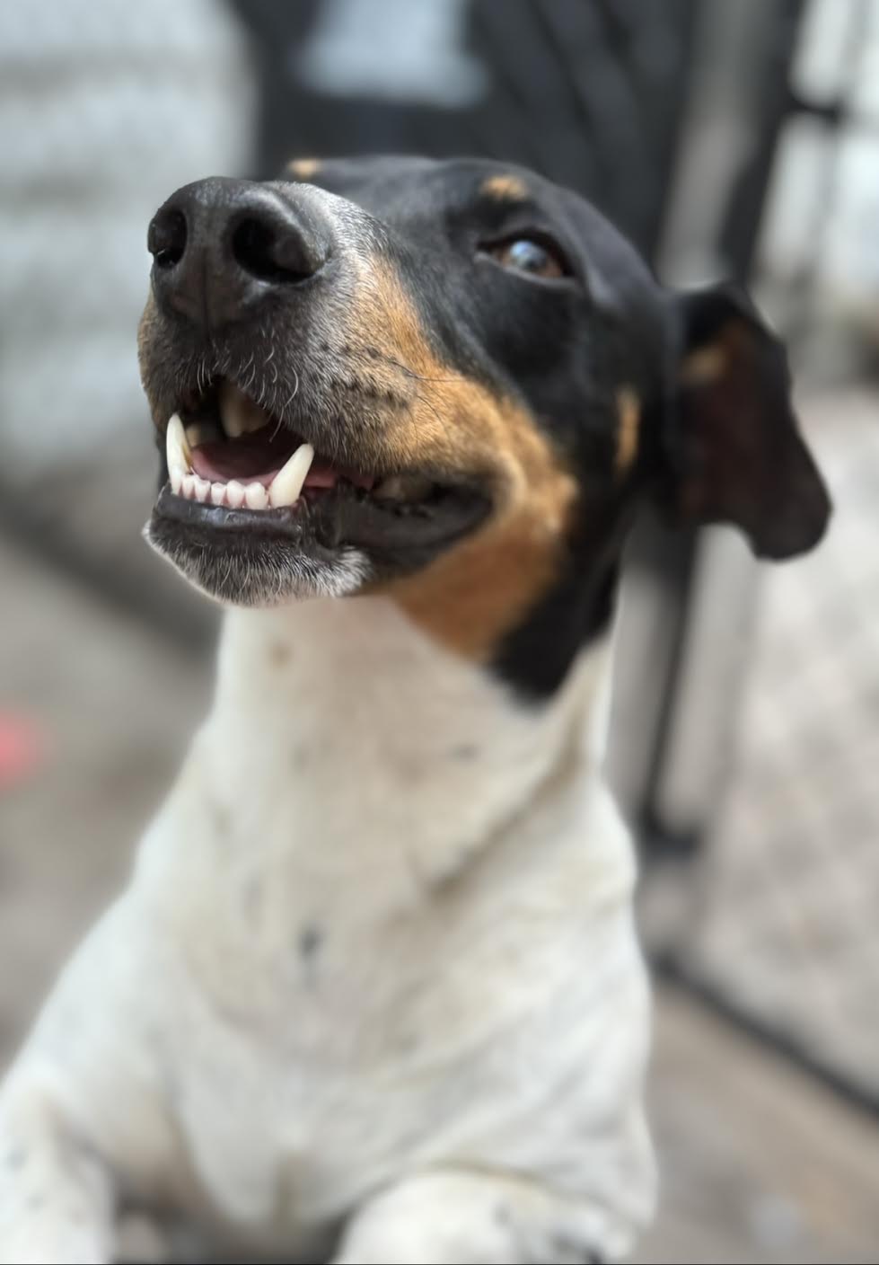 Dog for Adoption - Butch, a Toy Fox Terrier in Clarence Center, NY ...