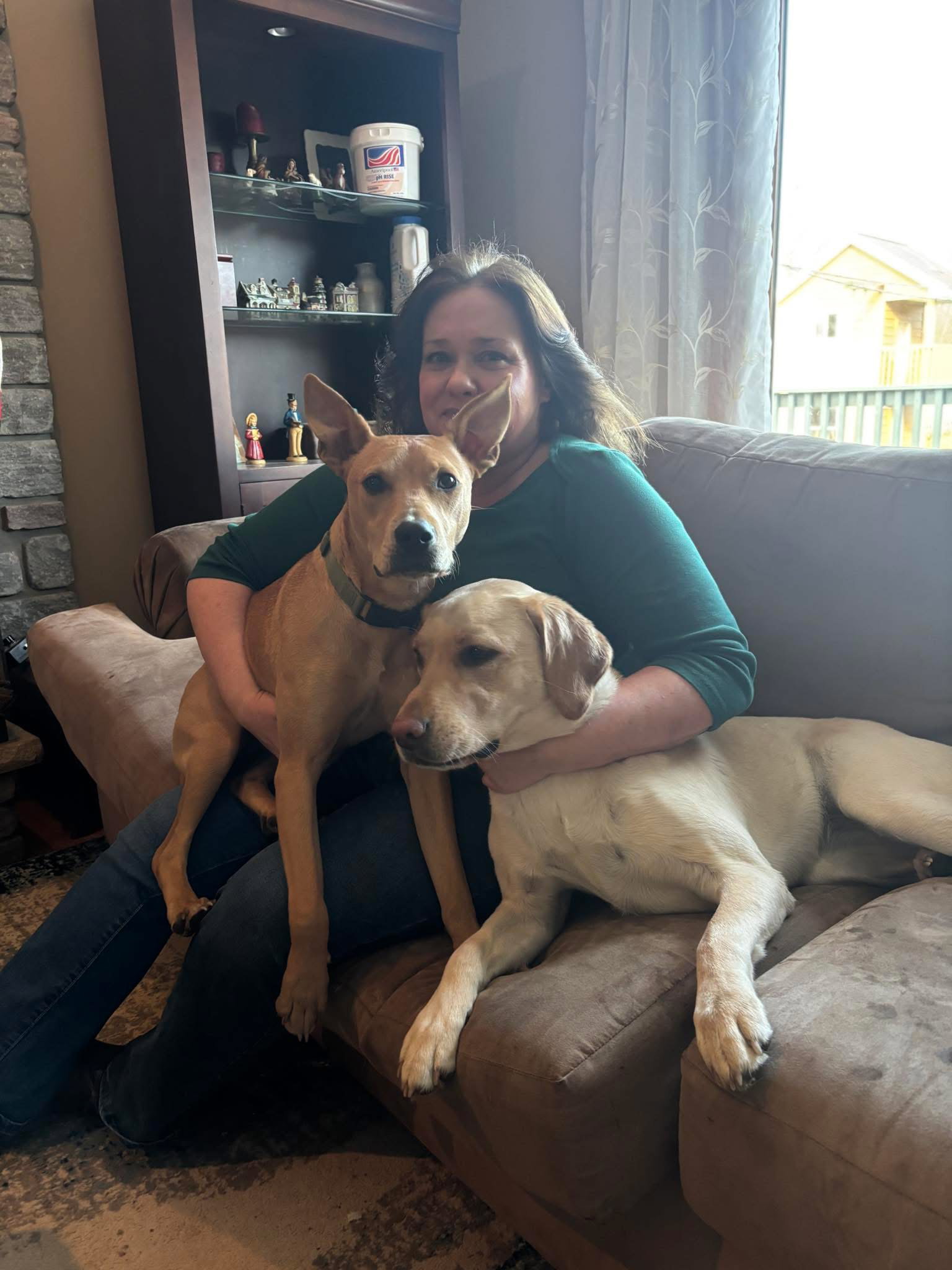 Dog for Adoption - Stuart, a Carolina Dog in North Collins, NY | Alpha Paw