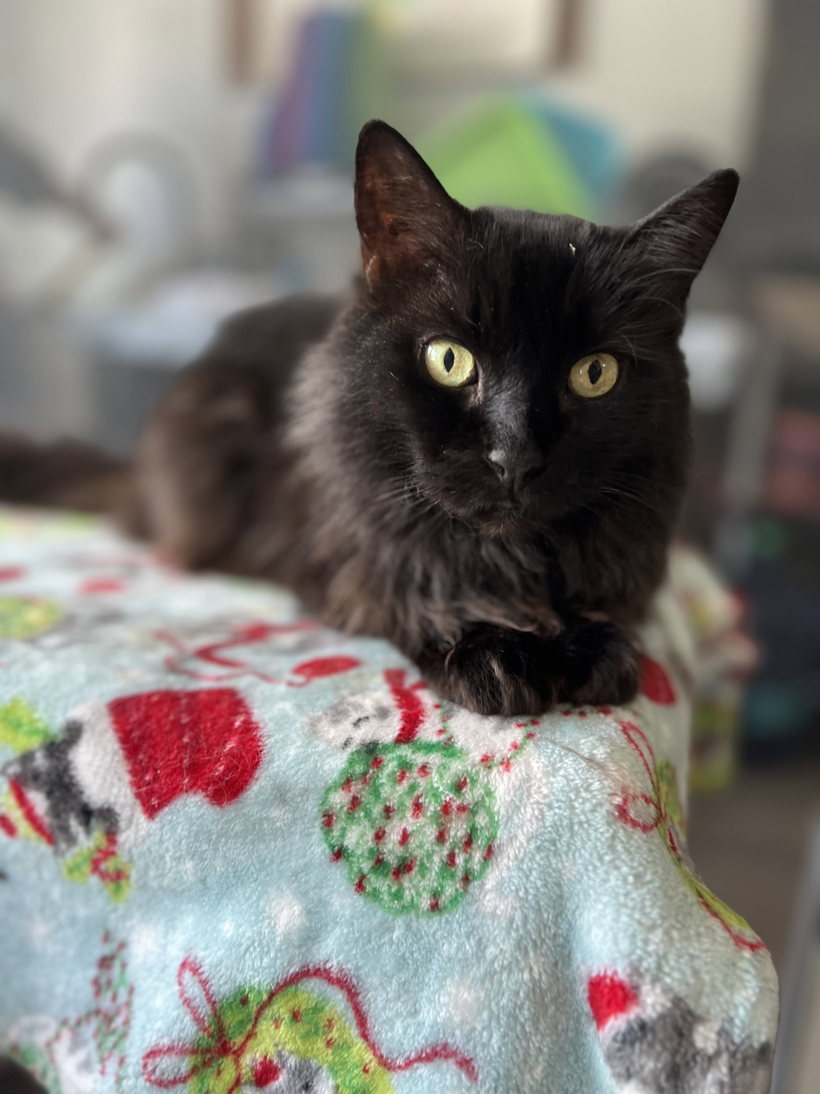 Cats for Adoption in Fort Myers, Florida | Alpha Paw