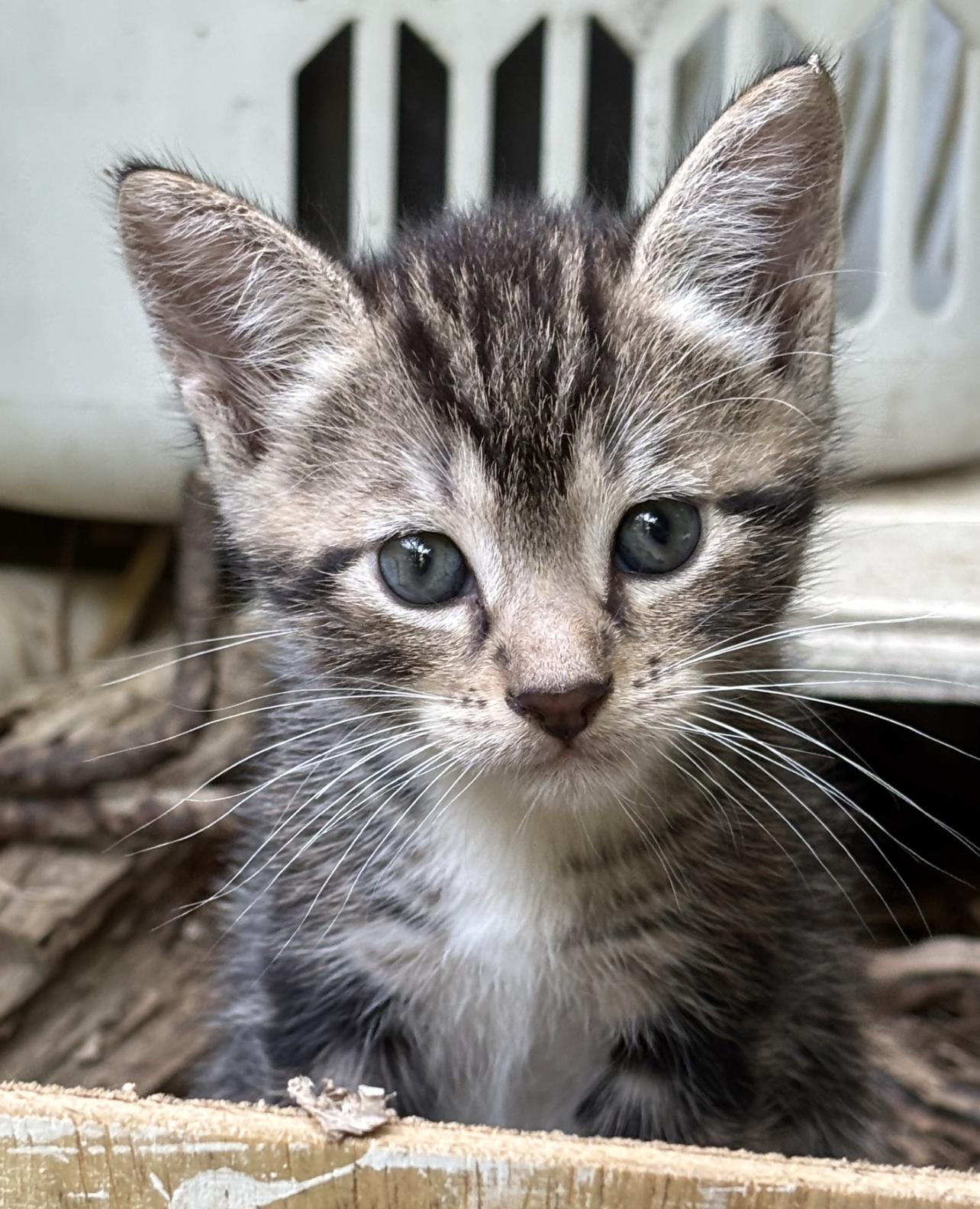 Cat adoption in Rincon, PR 00677: Domestic Short Hair (short coat) Cat ...