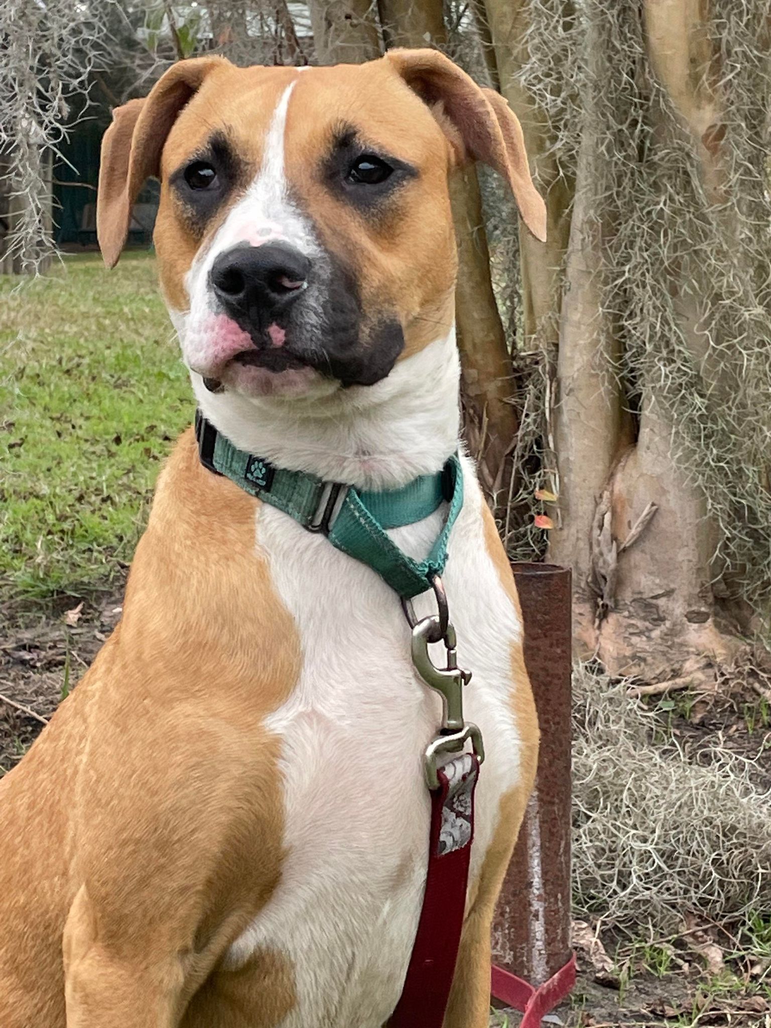 Dog for Adoption - Jellybean, a Boxer in Point Clear, AL | Alpha Paw