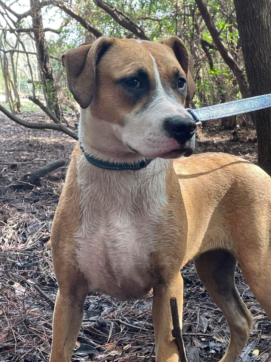 Dog for Adoption - Jellybean, a Boxer in Point Clear, AL | Alpha Paw