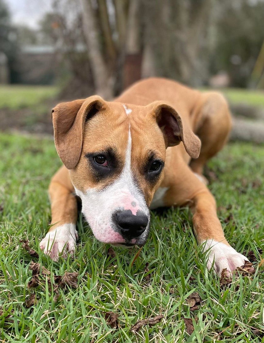 Dog for Adoption - Jellybean, a Boxer in Point Clear, AL | Alpha Paw