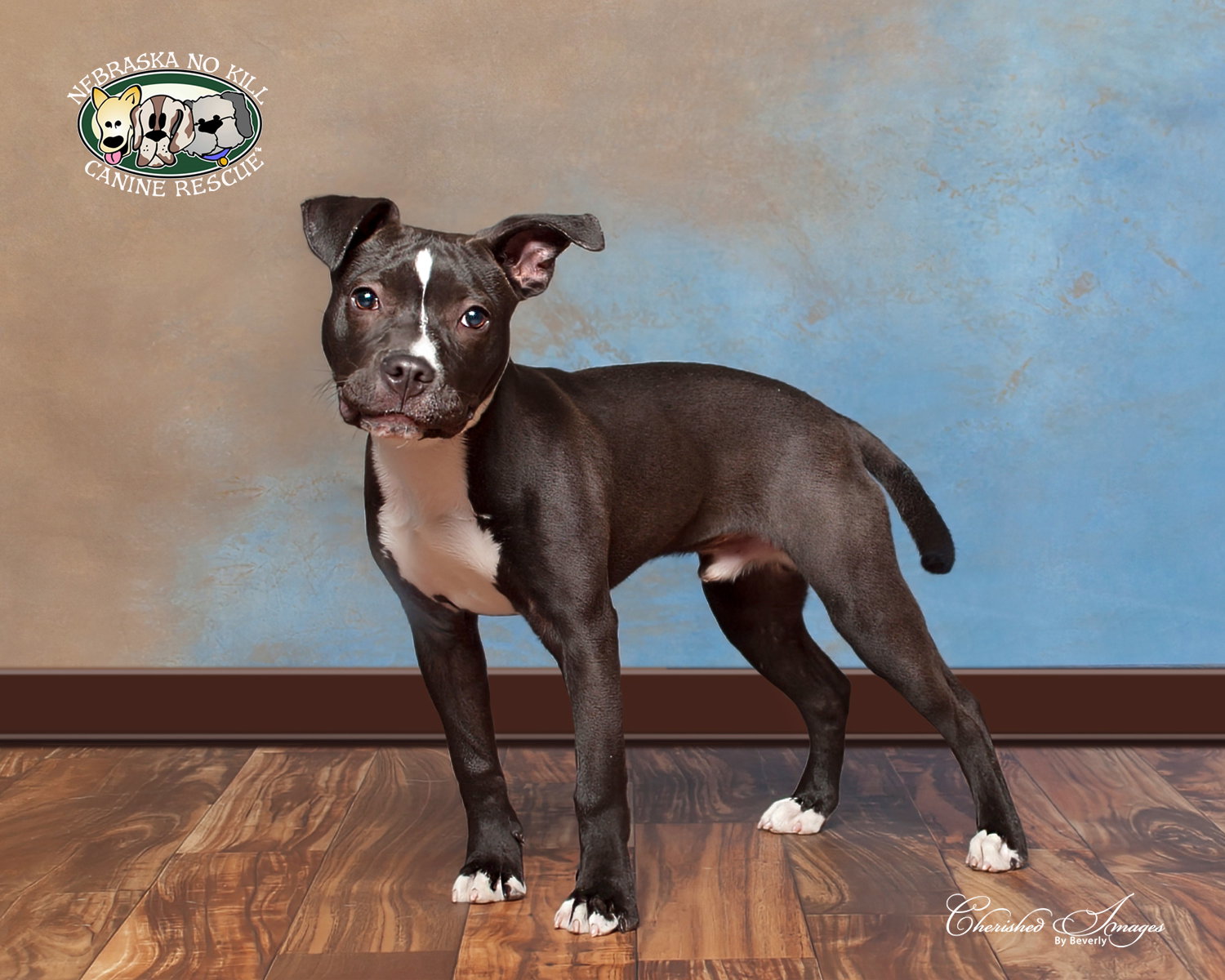 Dog for Adoption - Simba, a American Pit Bull Terrier in Crete, NE ...