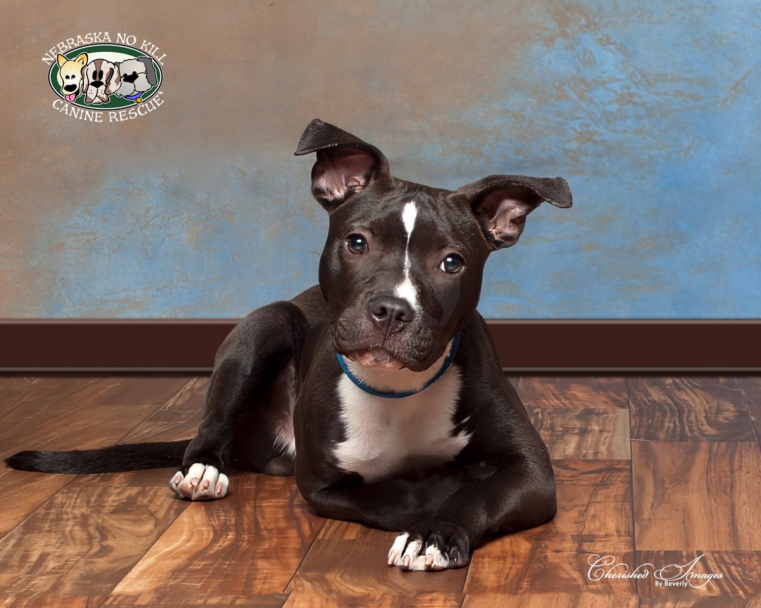 Dog for Adoption - Simba, a American Pit Bull Terrier in Crete, NE ...