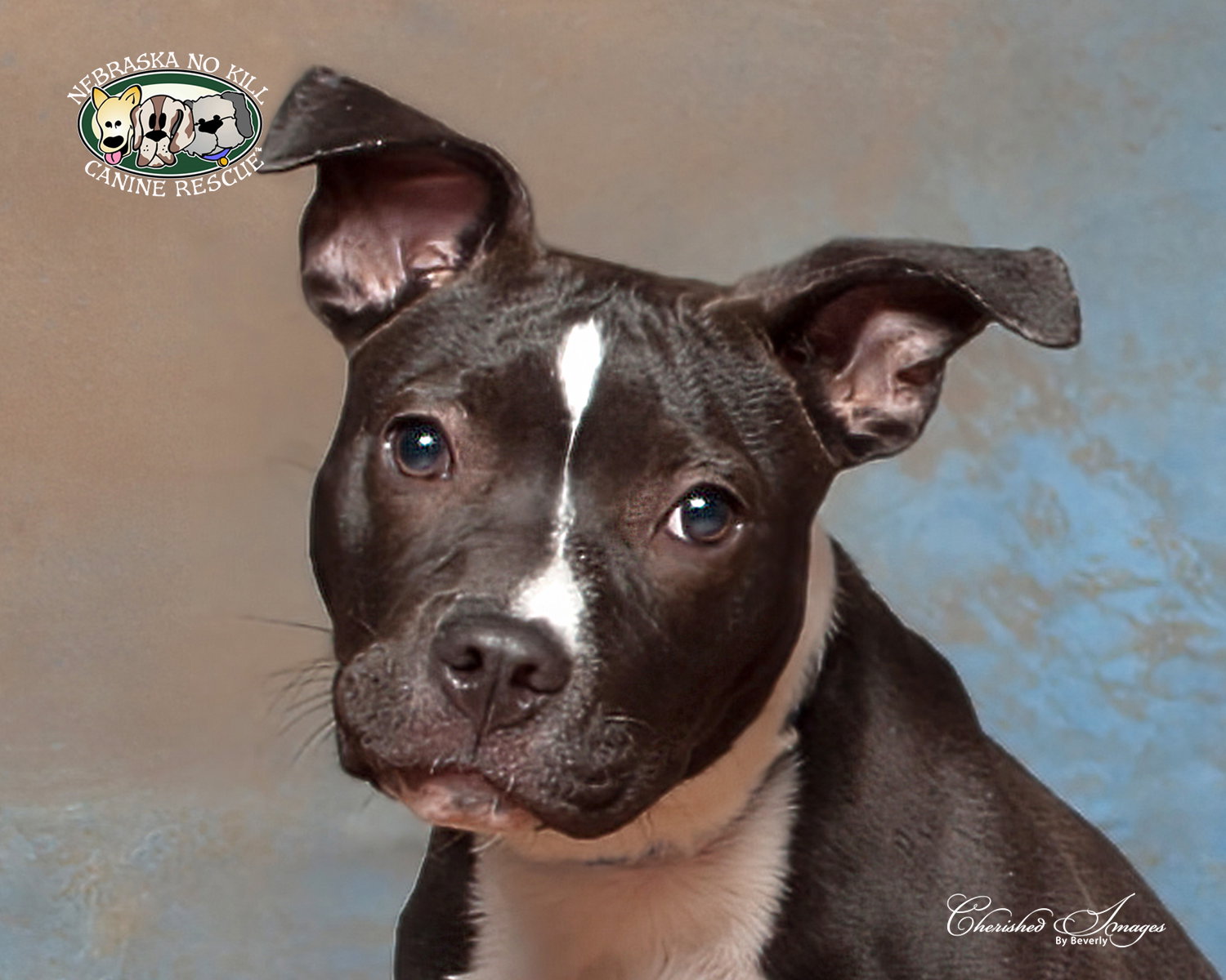 Dog for Adoption - Simba, a American Pit Bull Terrier in Crete, NE ...