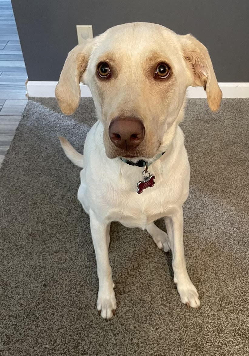 Dog for Adoption - Ruby, a Yellow Labrador Retriever in Douglas County ...