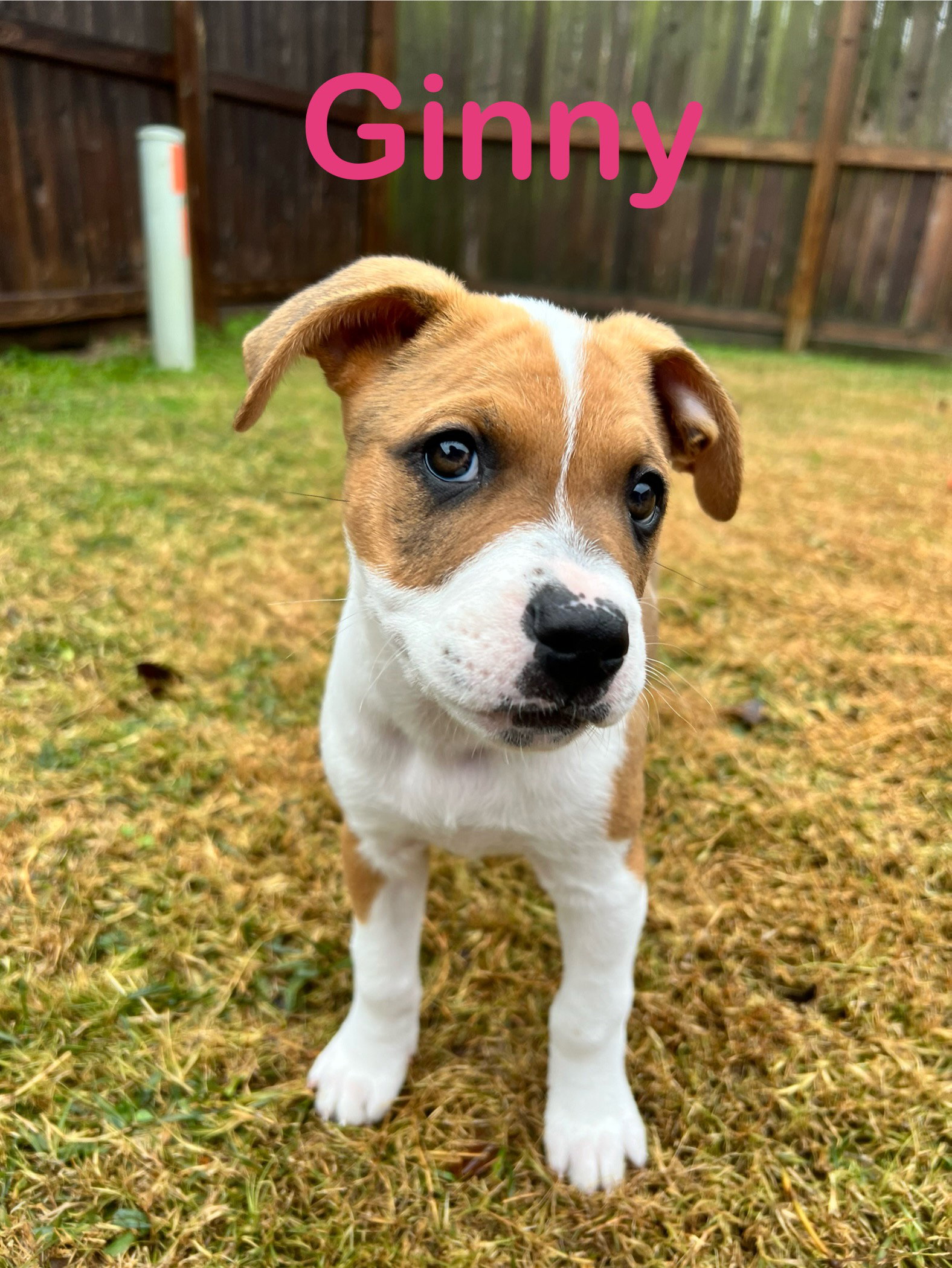 Dog for Adoption - GINNY, a Labrador Retriever in Bellaire, TX | Alpha Paw