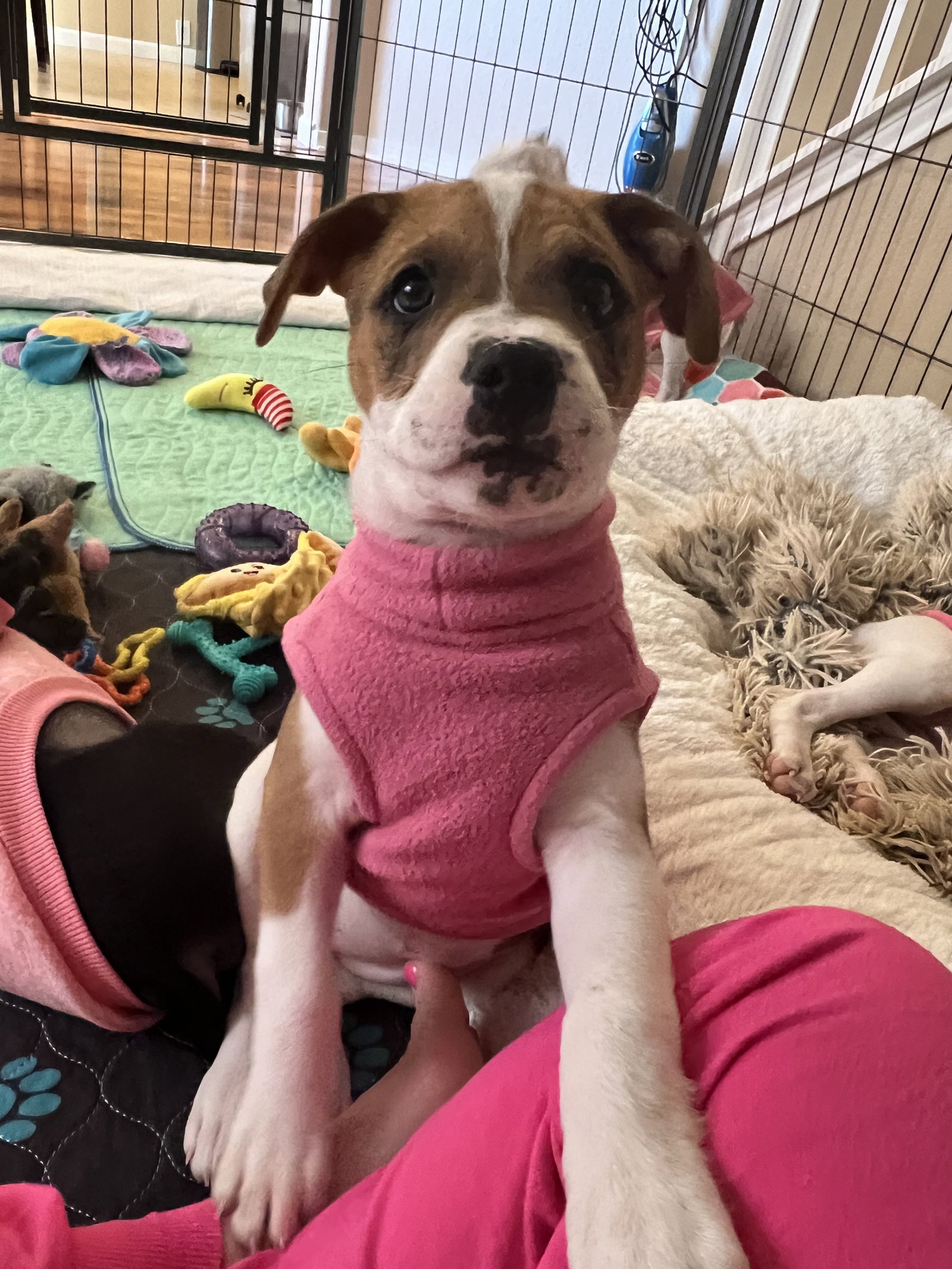 Dog for Adoption - GINNY, a Labrador Retriever in Bellaire, TX | Alpha Paw