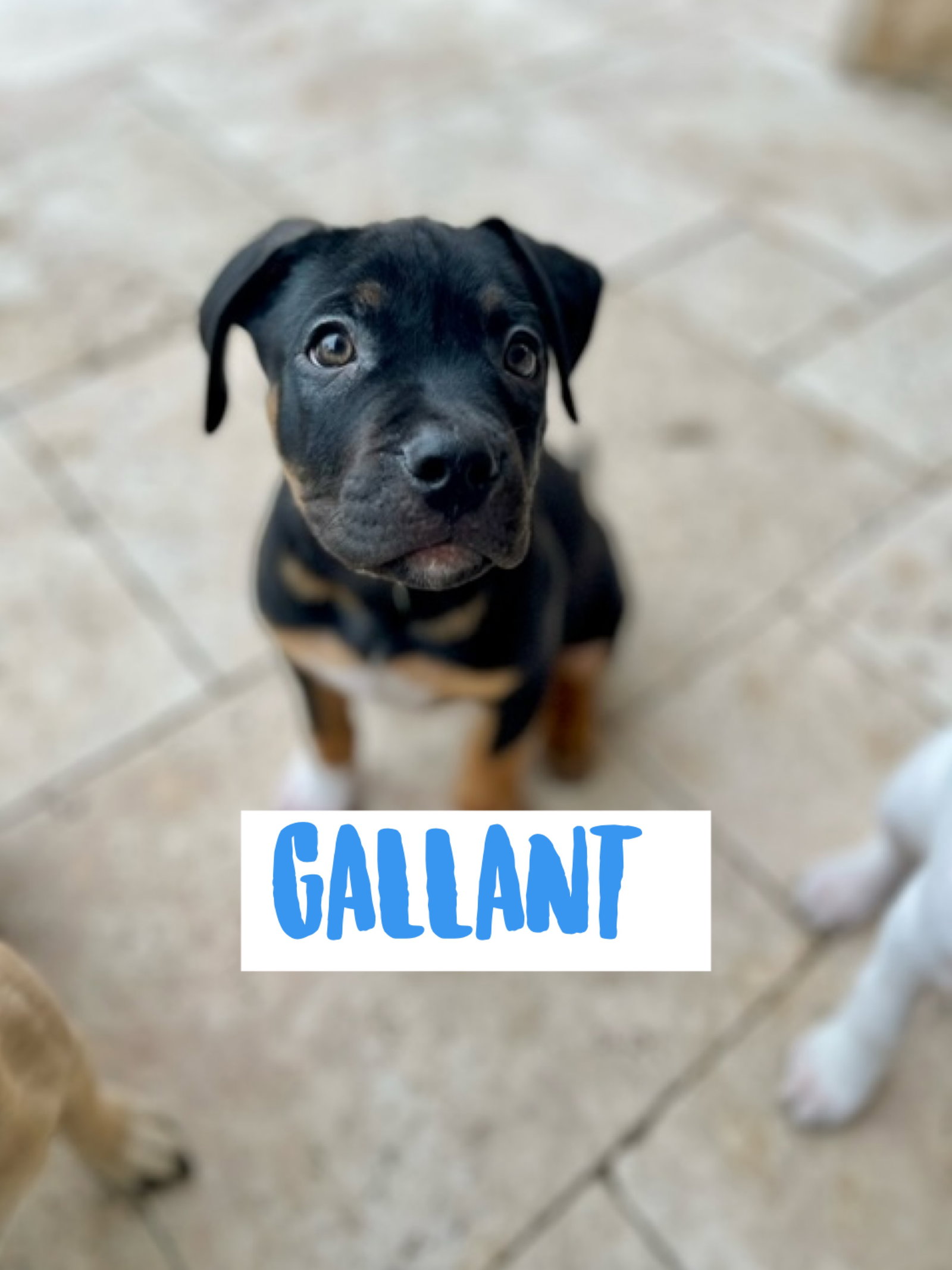Dog for Adoption - GALLANT (M), a Jack Russell Terrier in Oak Ridge ...
