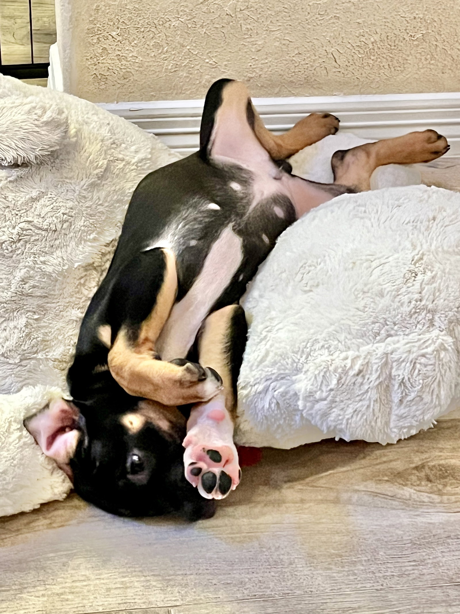 Dog for Adoption - GALLANT (M), a Jack Russell Terrier in Oak Ridge ...