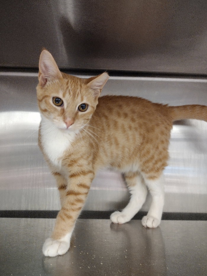Cats for Adoption in Seabrook Island, South Carolina | Alpha Paw