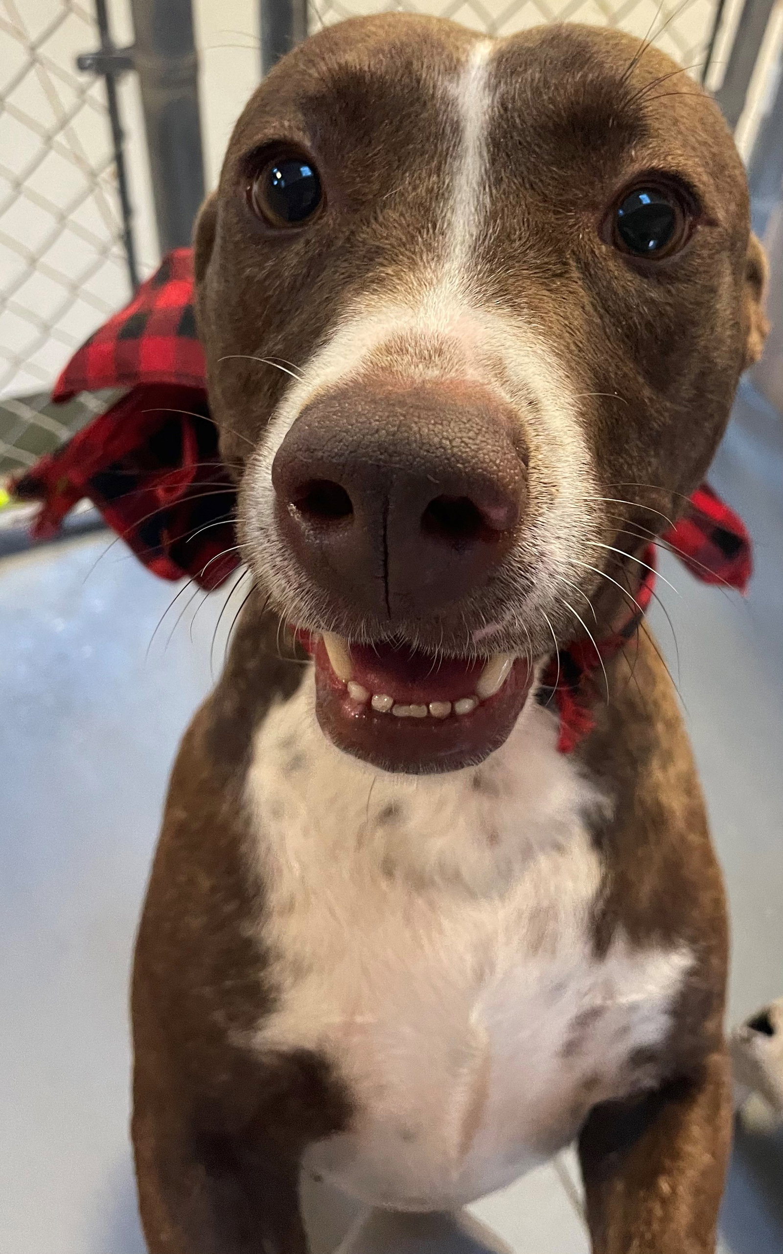 Dog for Adoption - Medder, a Terrier in Beaufort County, SC | Alpha Paw
