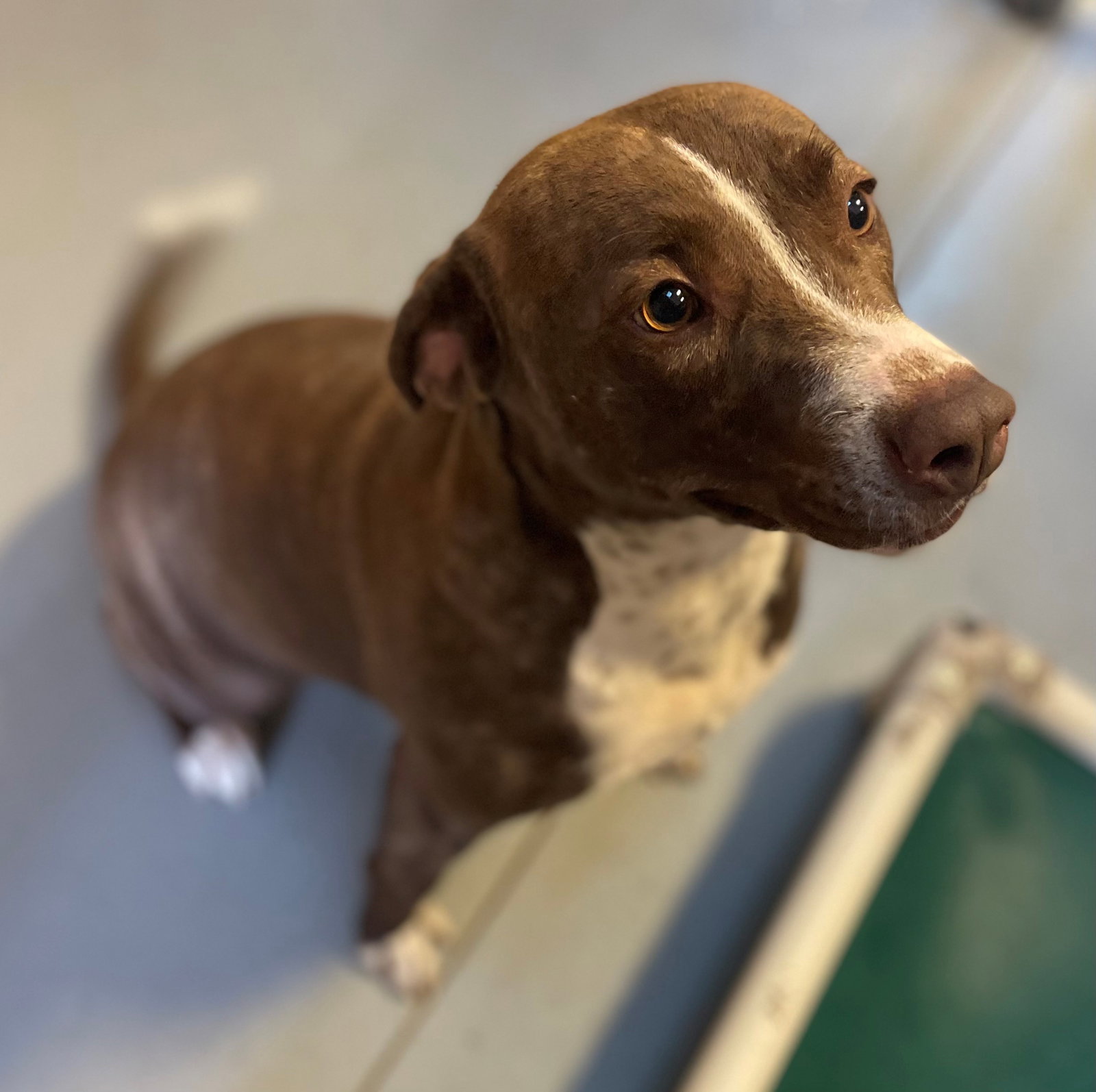 Dog for Adoption - Medder, a Terrier in Beaufort County, SC | Alpha Paw